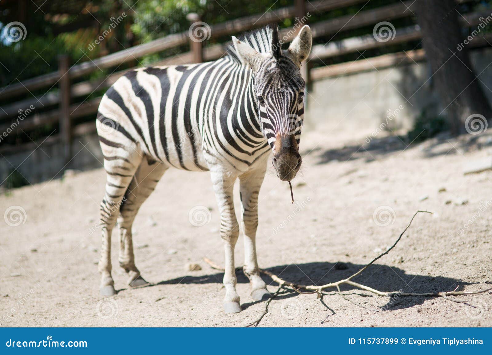 Zebra in the zoo stock image. Image of africa, wildlife - 115737899