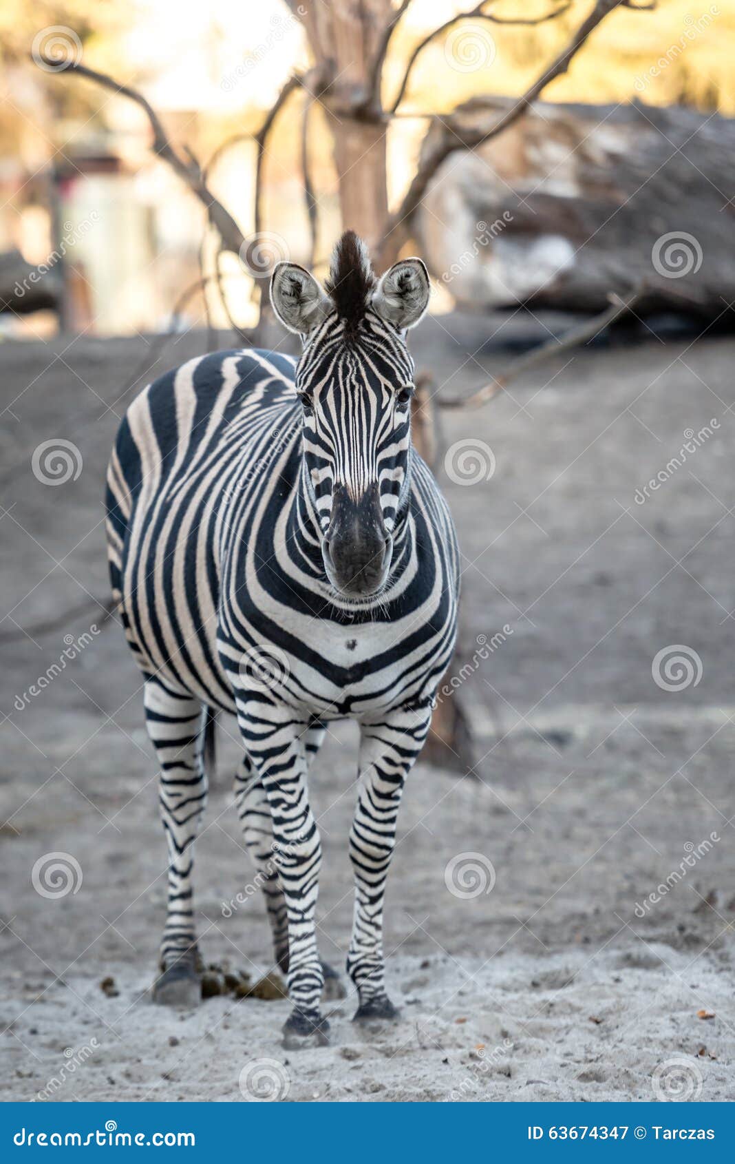 Zebra at the zoo stock image. Image of national, africa - 63674347