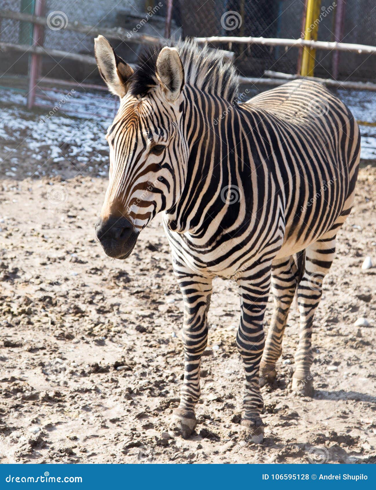 Zebra in zoo stock photo. Image of zebra, skin, close - 106595128