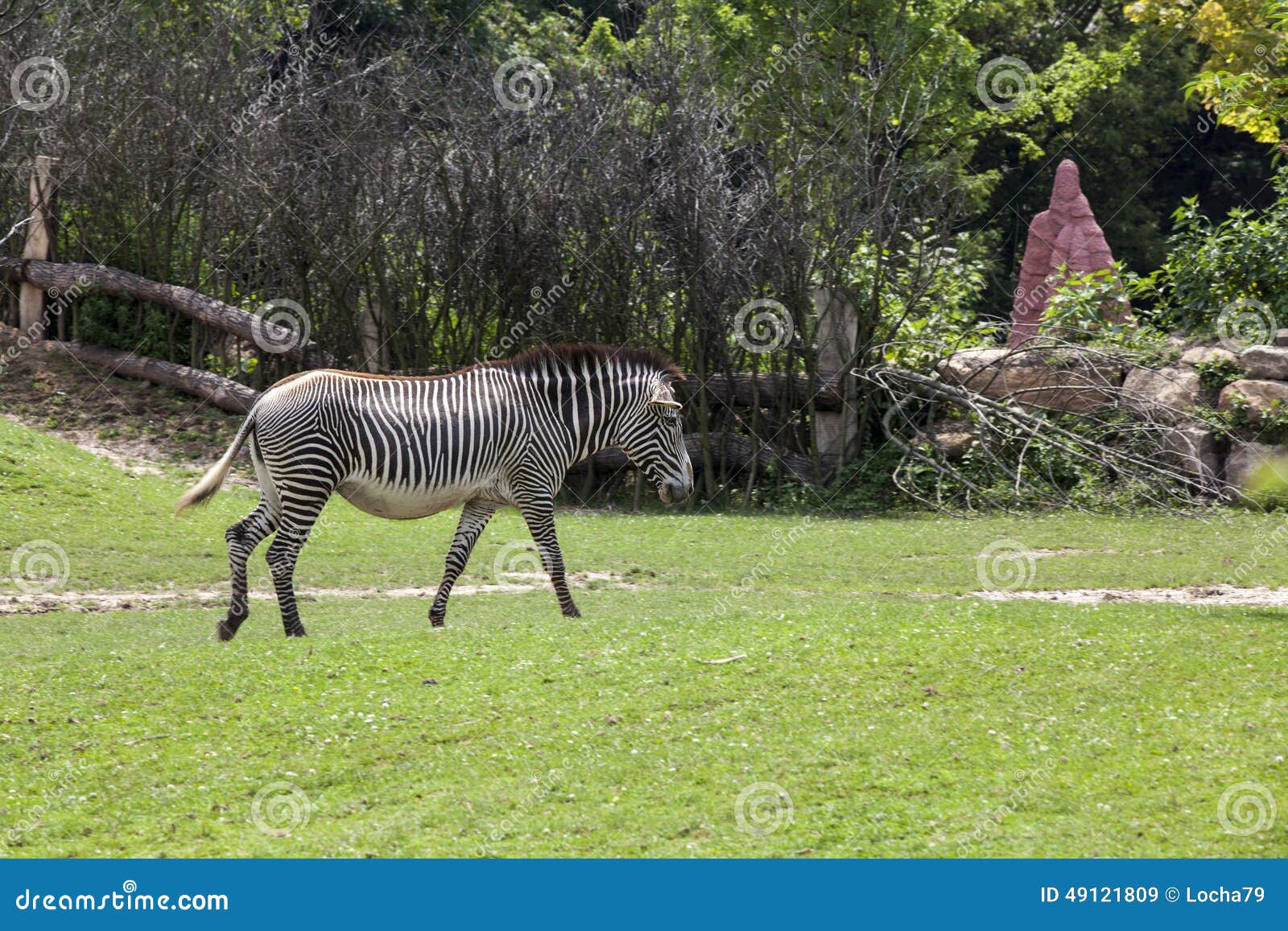 Zebra in zoo stock image. Image of african, nature, animal - 49121809