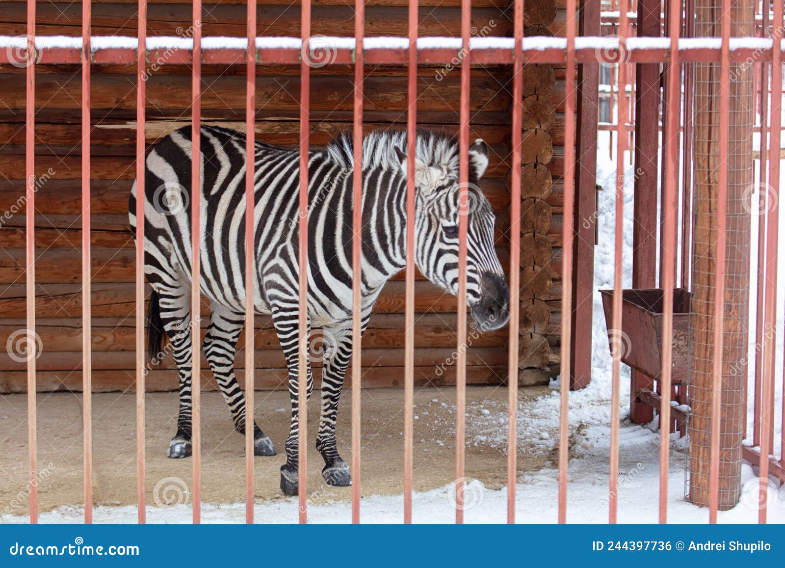 Zebra in the Zoo on the Snow Stock Photo - Image of wildlife ...