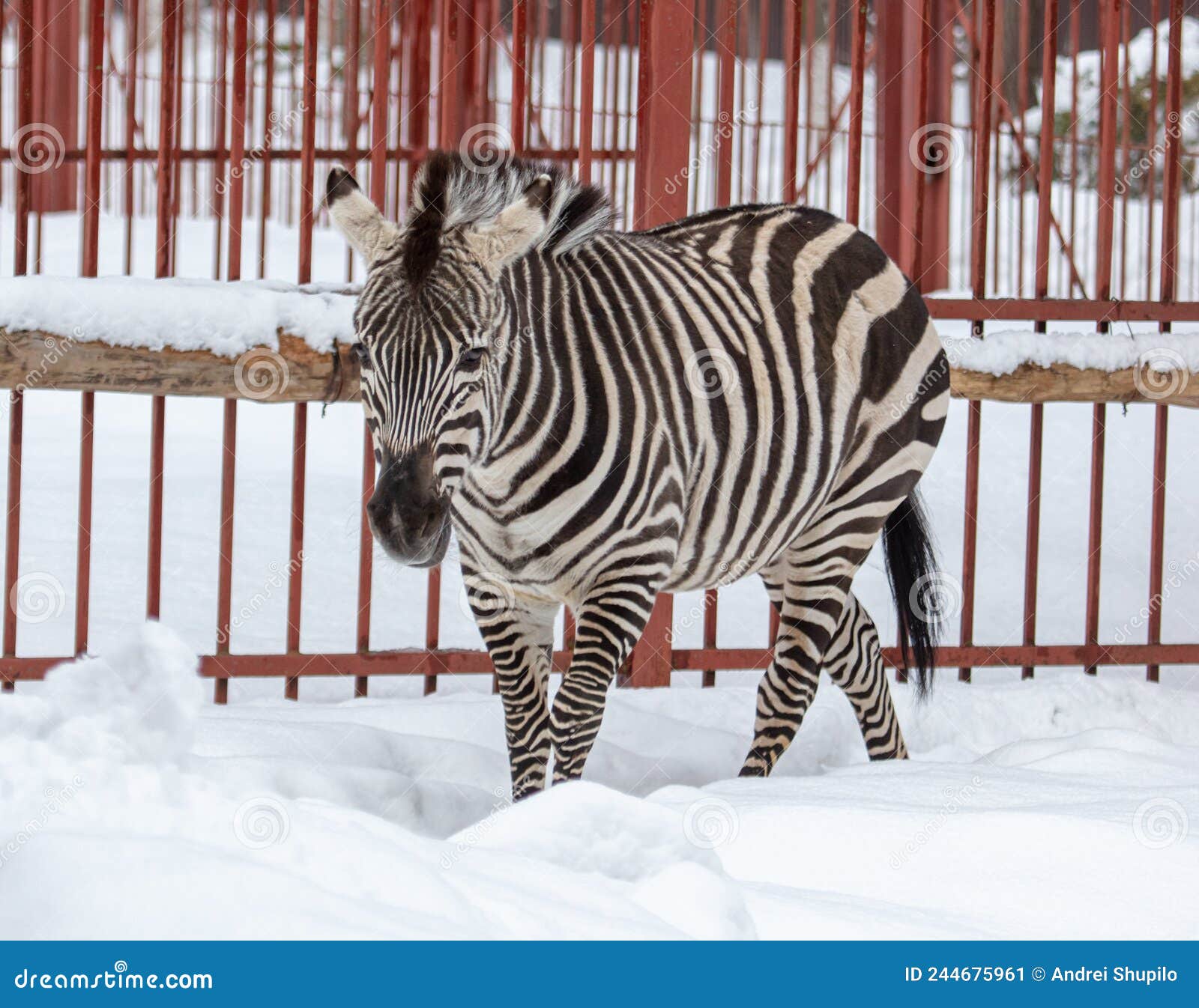 Zebra in the Zoo on the Snow Stock Image - Image of skin, grant: 244675961
