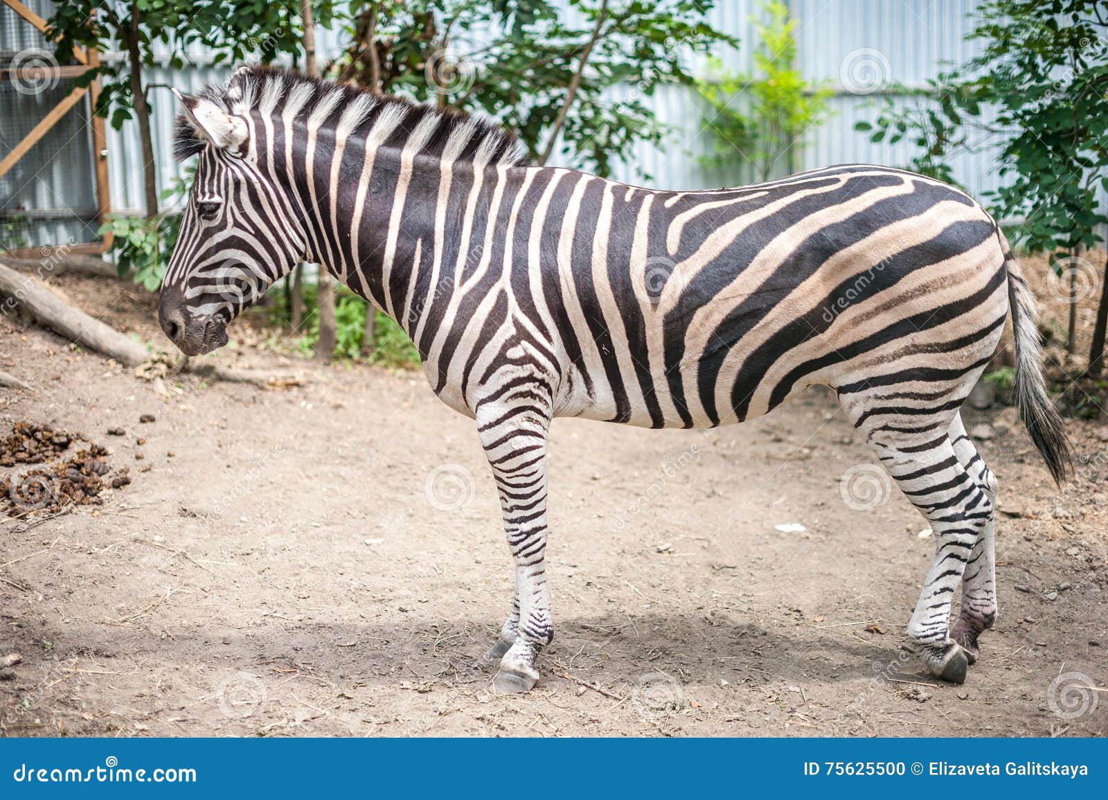 Zebra in the zoo stock photo. Image of isolated, grants - 75625500