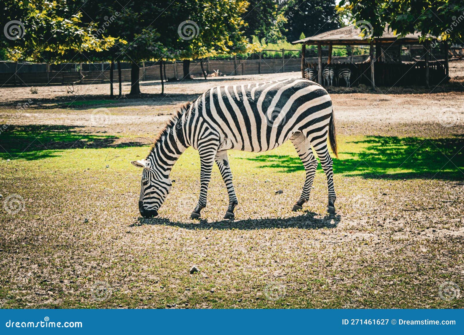 Zebra in the zoo.Stripes stock image. Image of plant - 271461627
