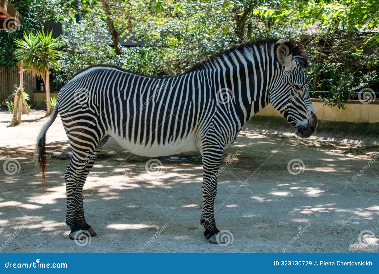 Zebra in the Zoo, Thailand. Stock Image - Image of herbivore, europe ...