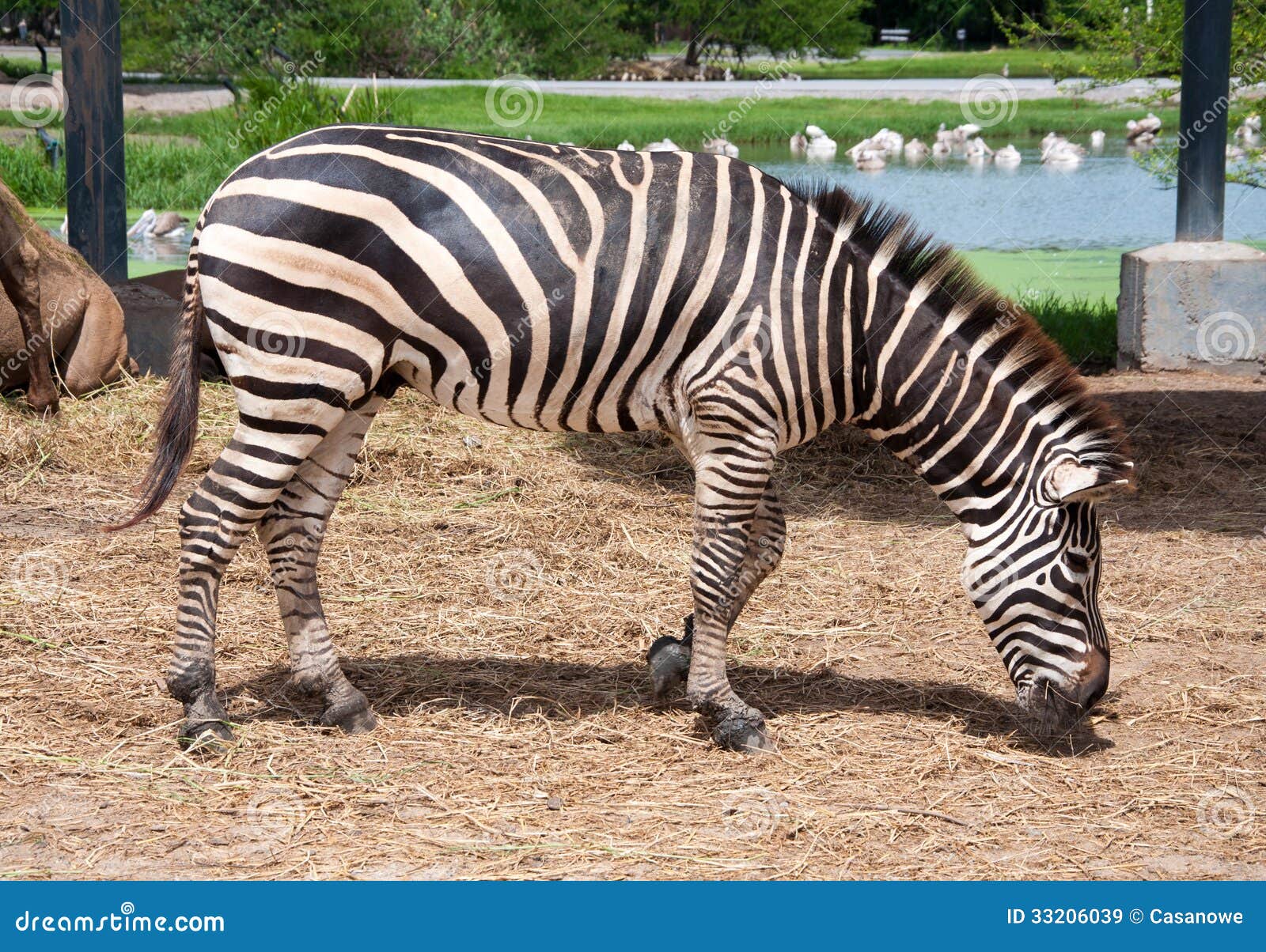 Zebra in zoo of Thailand stock image. Image of neck, white - 33206039