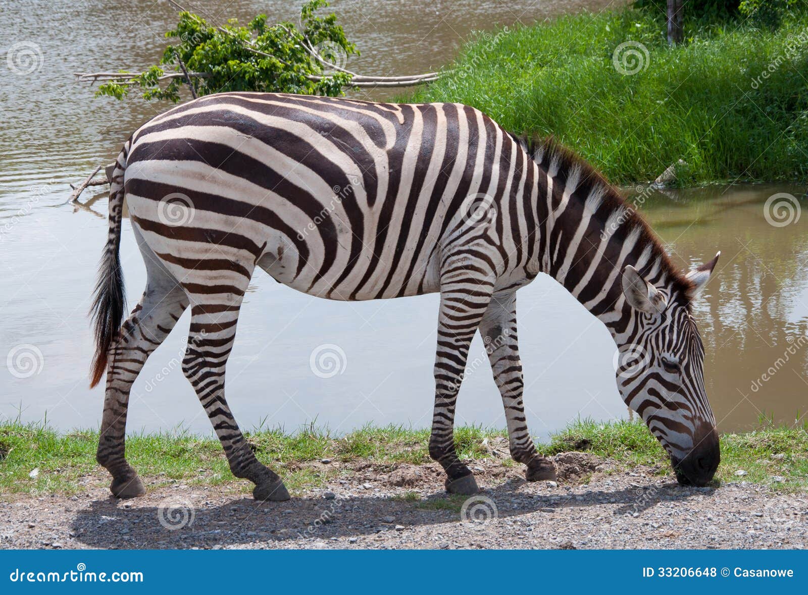 Zebra in zoo of Thailand stock photo. Image of side, grassland - 33206648