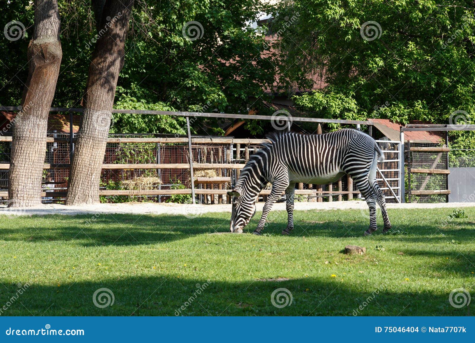 Zebra at the zoo stock photo. Image of green, city, grass - 75046404