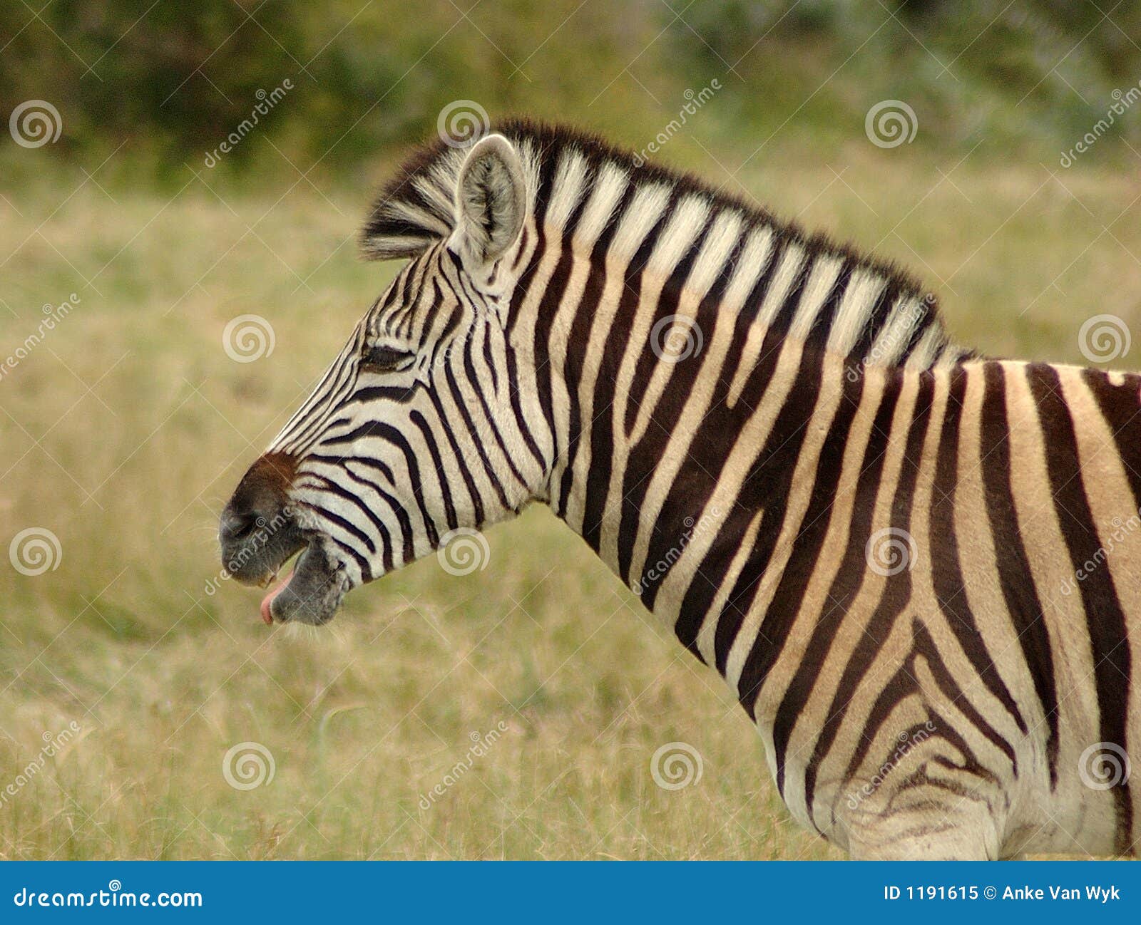 Zebra in Zuid-Afrika stock afbeelding. Image of begrazing - 1191615