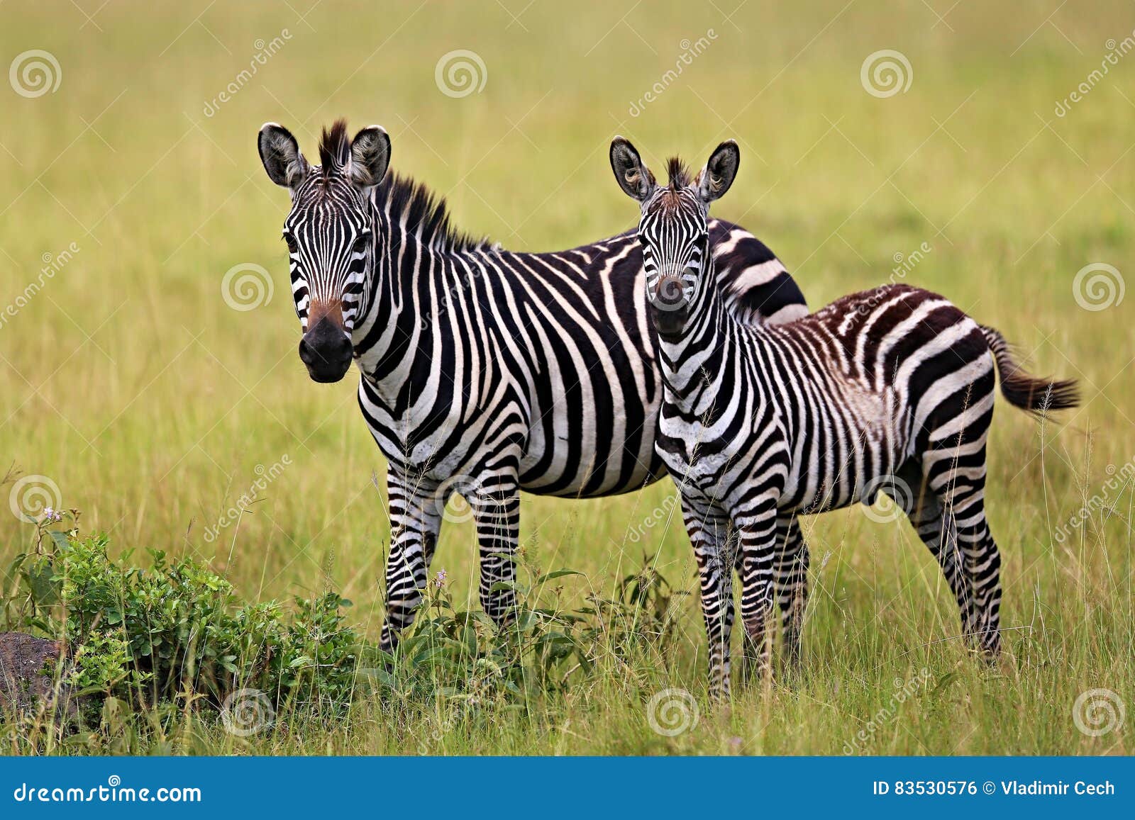 Zebraa Under Den Stora Flyttningen I Masaien Mara Arkivfoto - Bild av ...