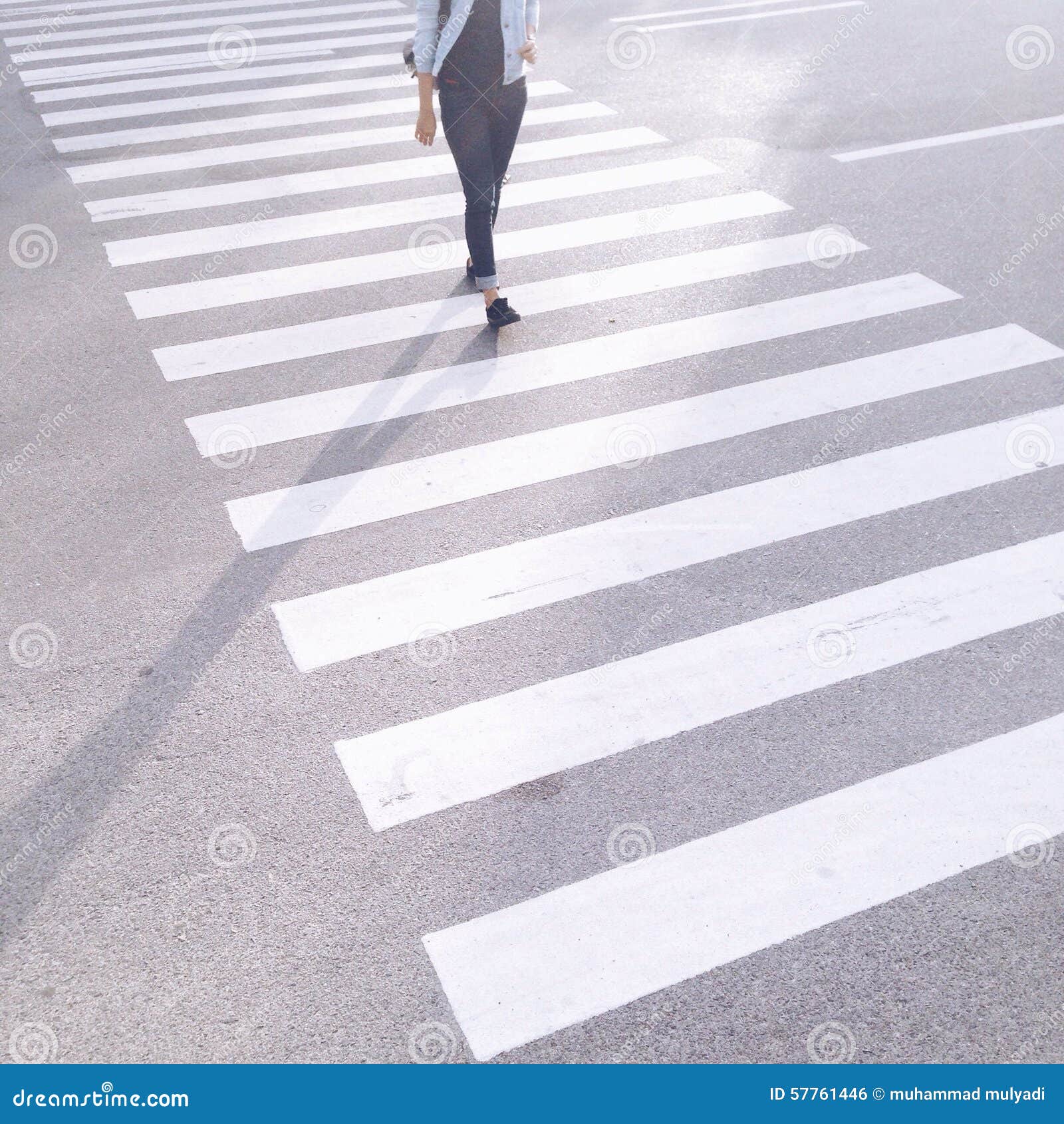 The zebracross stock photo. Image of zebracross, riau - 57761446