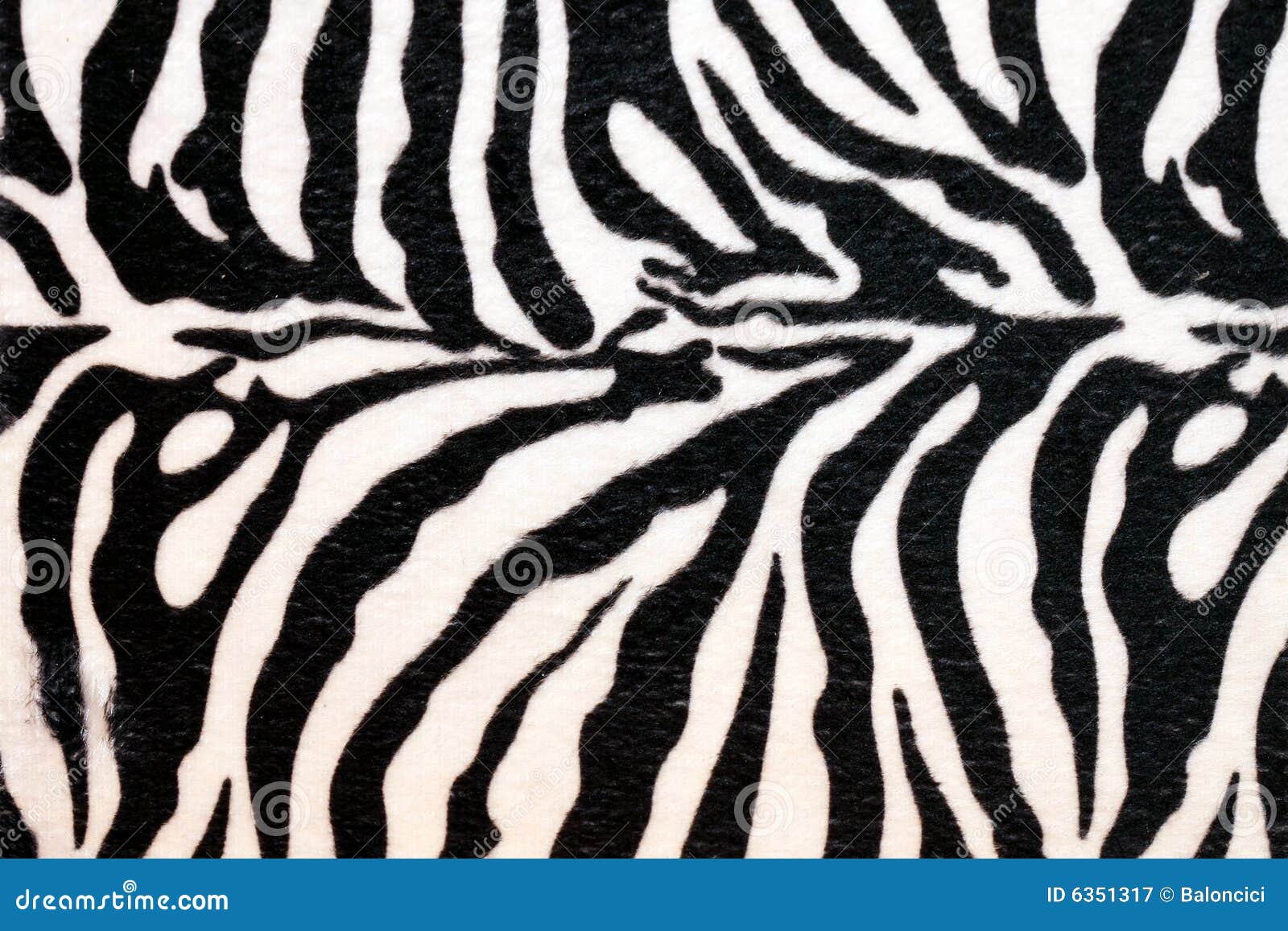 Zebrafell stockbild. Bild von brücken, säugetier, mode - 6351317