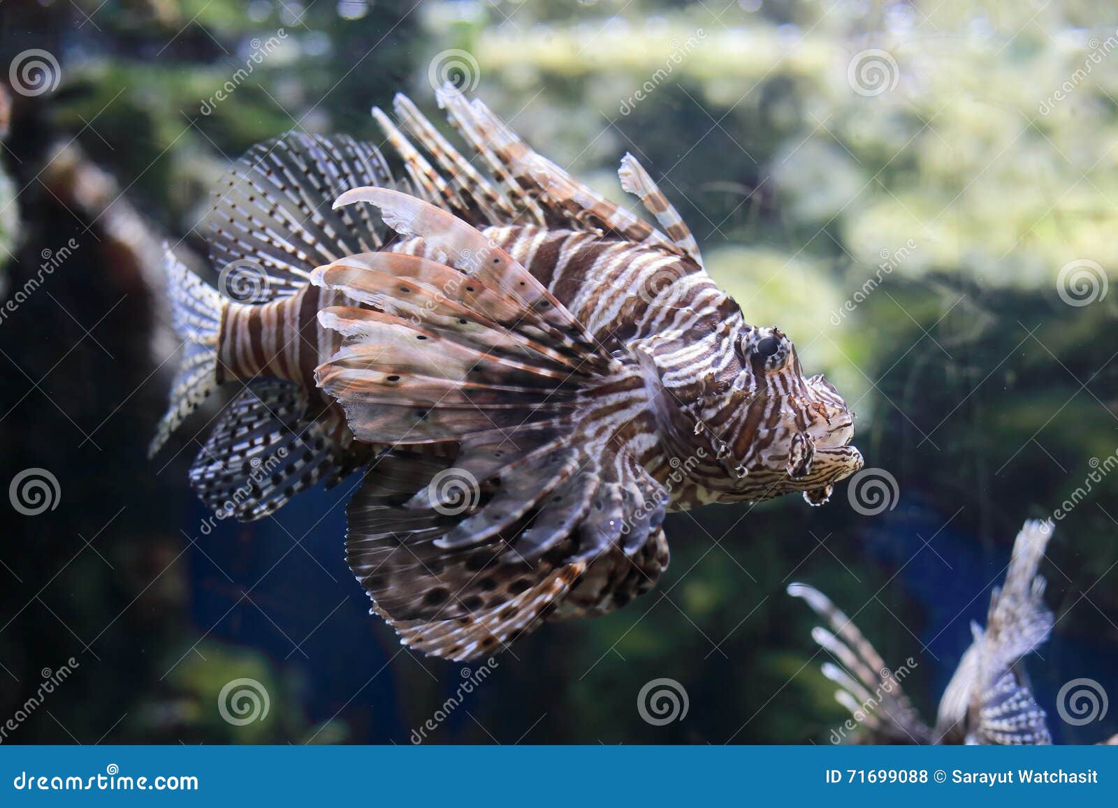 Zebrafish stock foto. Image of jacht, leeuw, nave, onderwater - 71699088