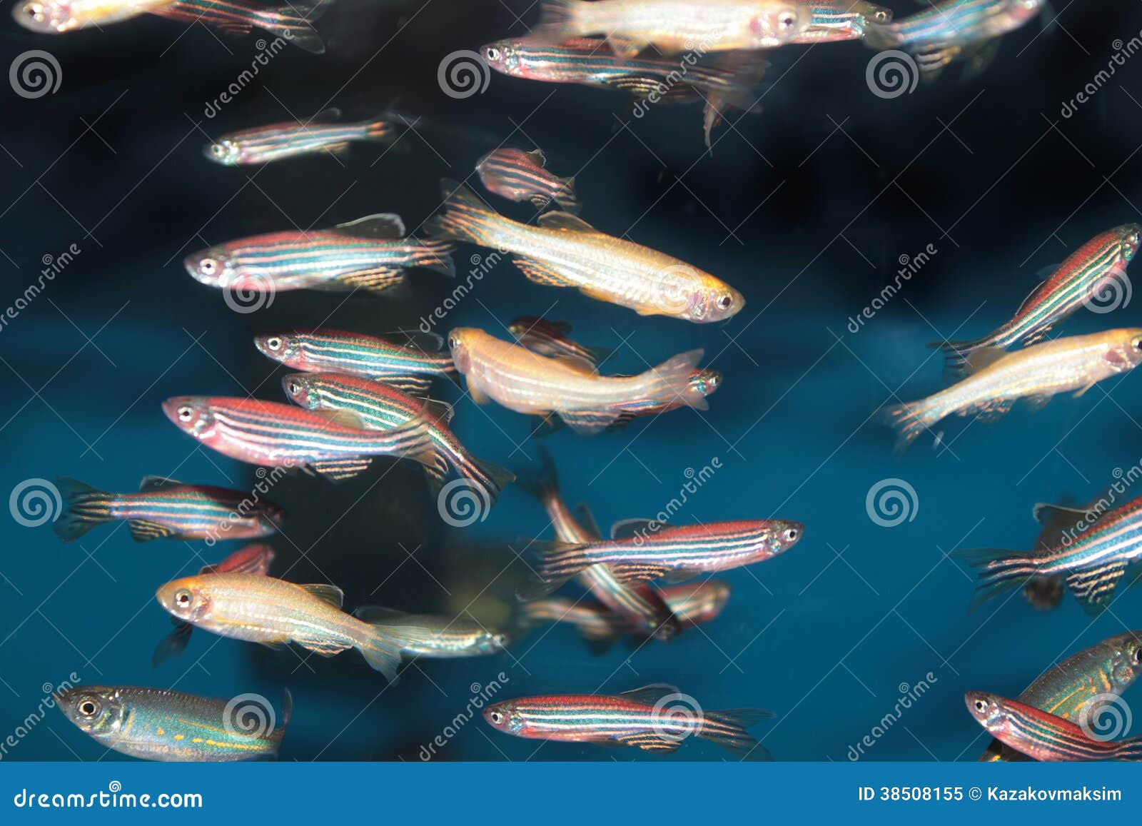 Zebrafish (Danio Rerio) Aquarium Fish Stock Image - Image of striped ...