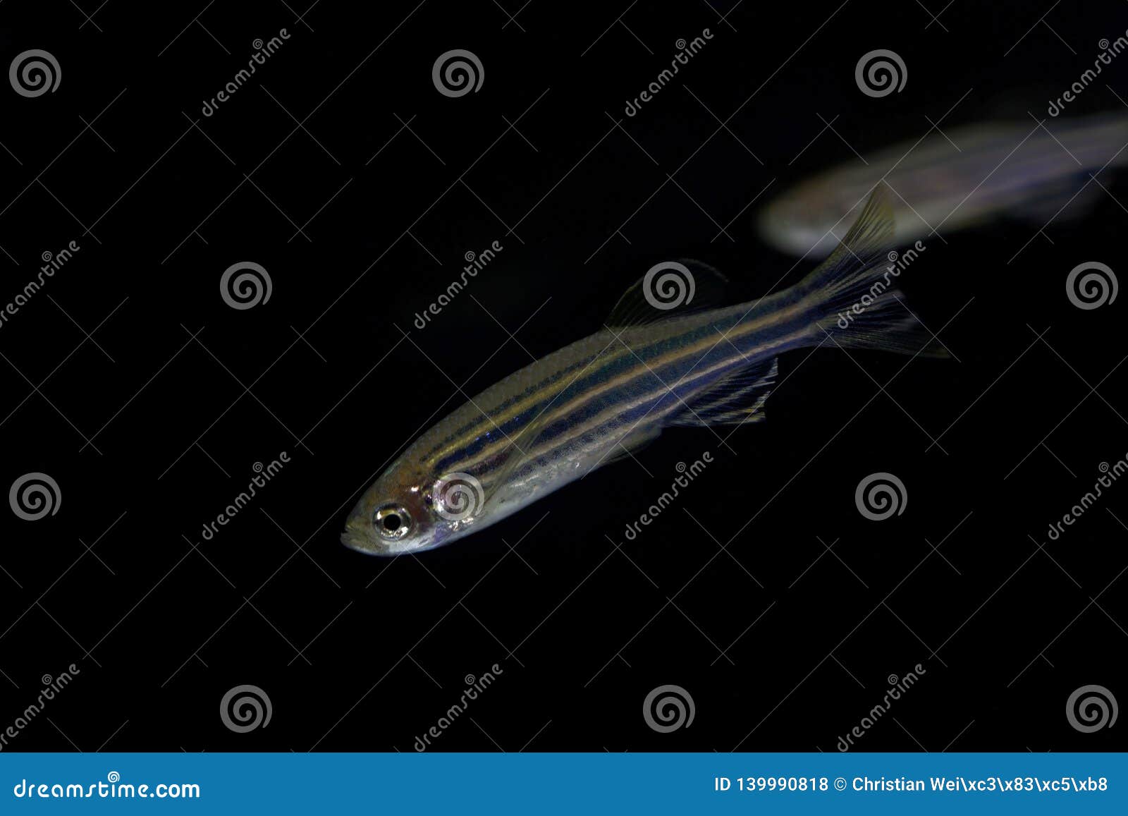 Zebrafish Zebra Barb Danio Rerio Stock Image | CartoonDealer.com #45625957