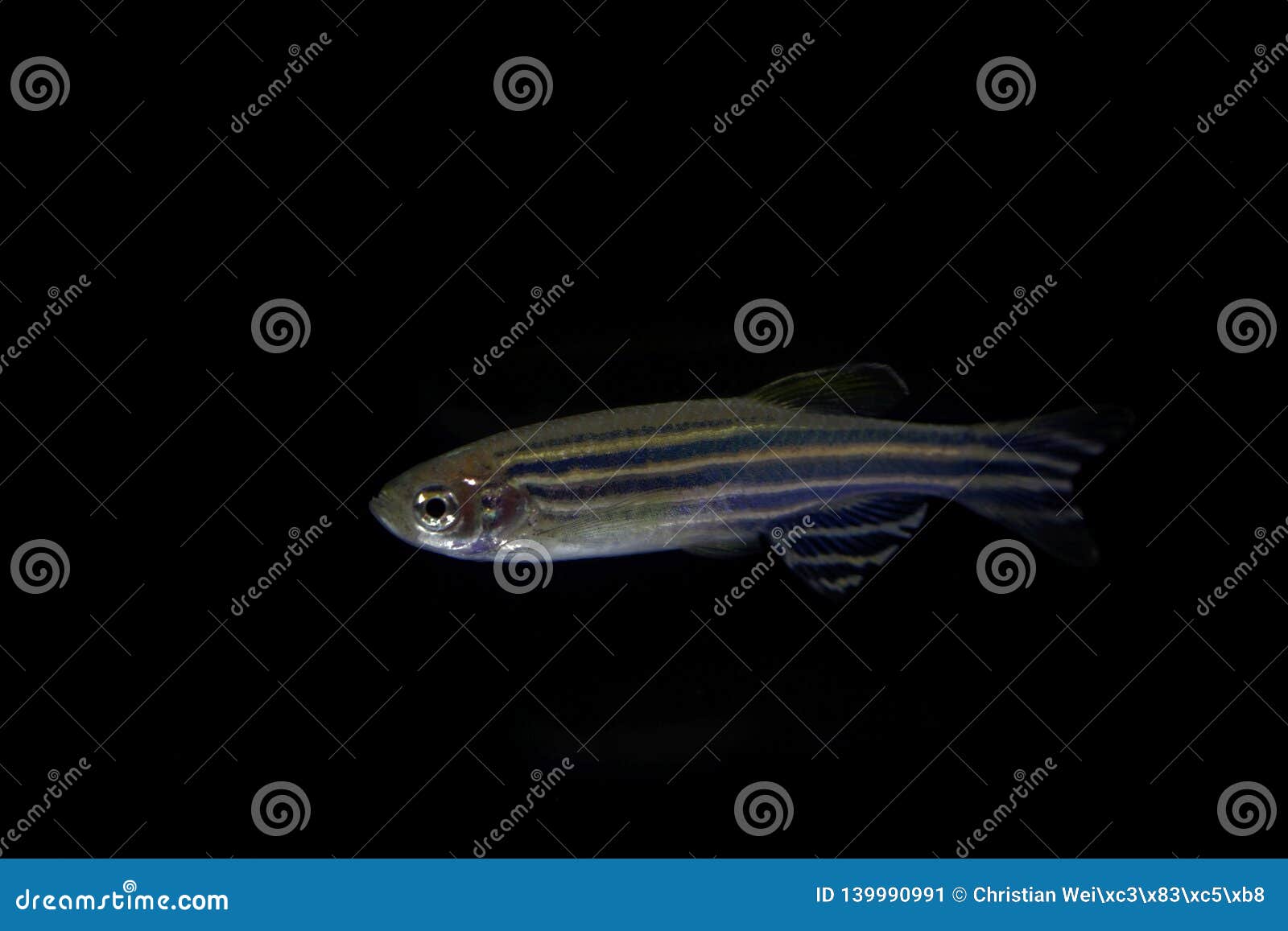Zebrafish Danio Rerio with a Black Background Stock Image - Image of ...