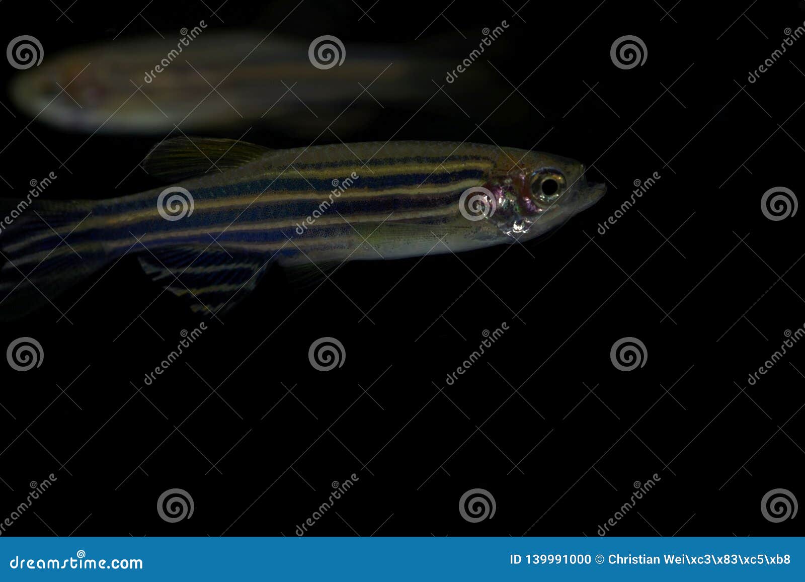 Zebrafish Danio Rerio with a Black Background Stock Photo - Image of ...