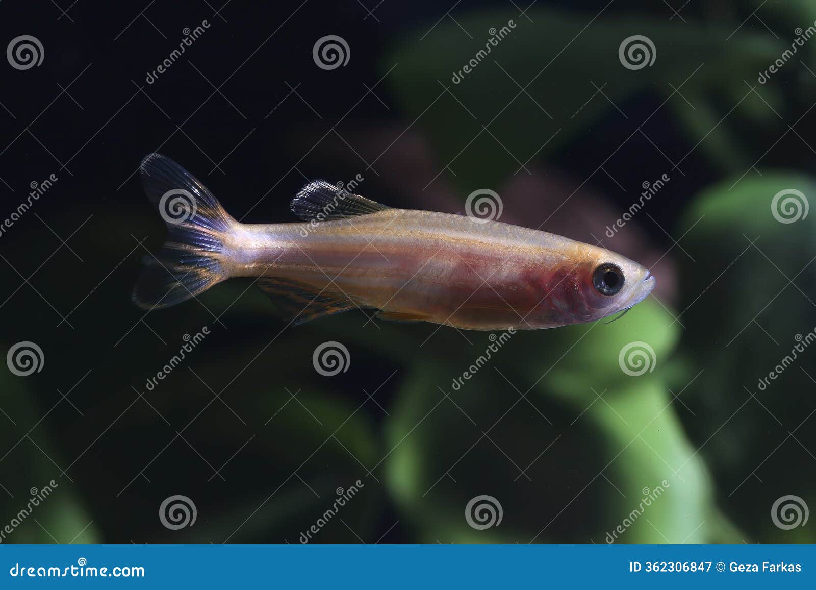 Zebrafish (Danio Rerio) in Planted Aquarium Stock Image - Image of ...