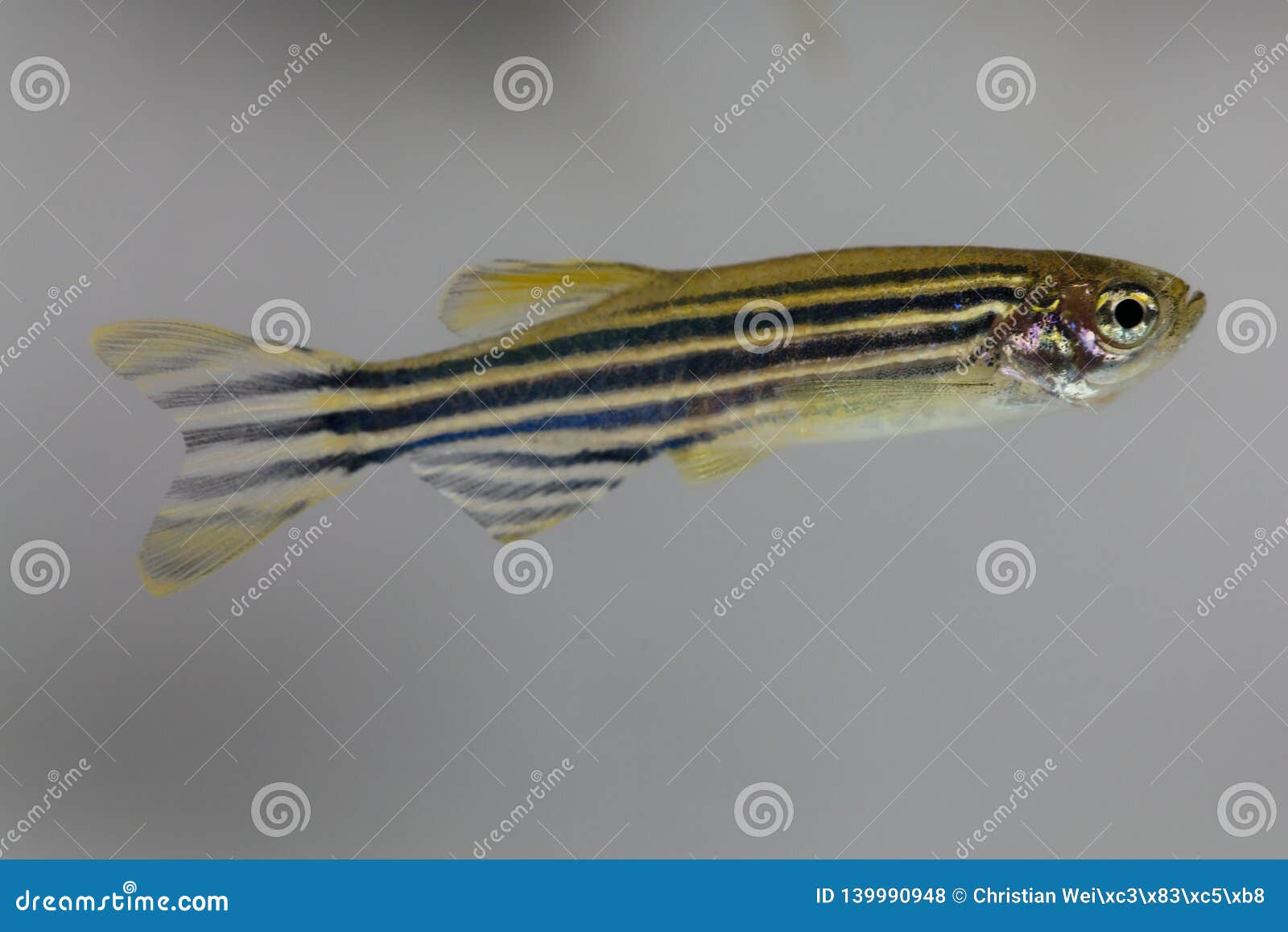 Zebrafish Danio Rerio with a White Background Stock Photo - Image of ...