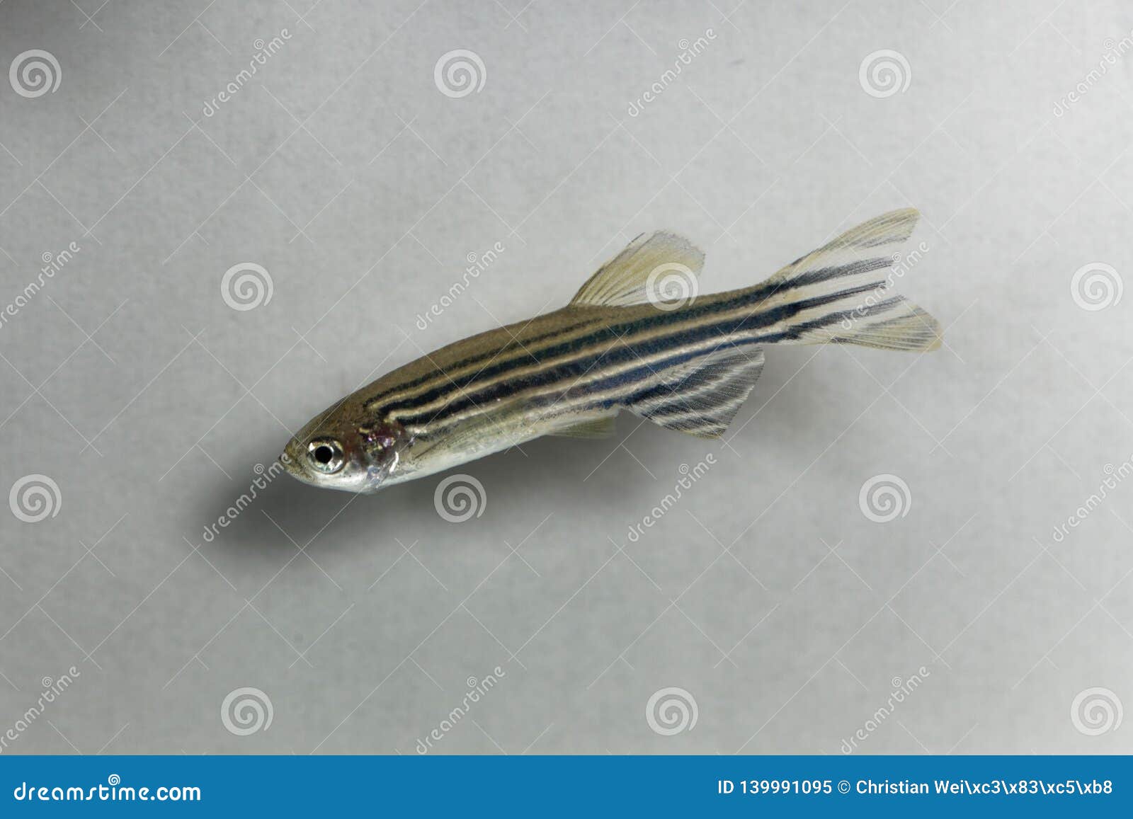 Zebrafish Danio Rerio with a White Background Stock Image - Image of ...