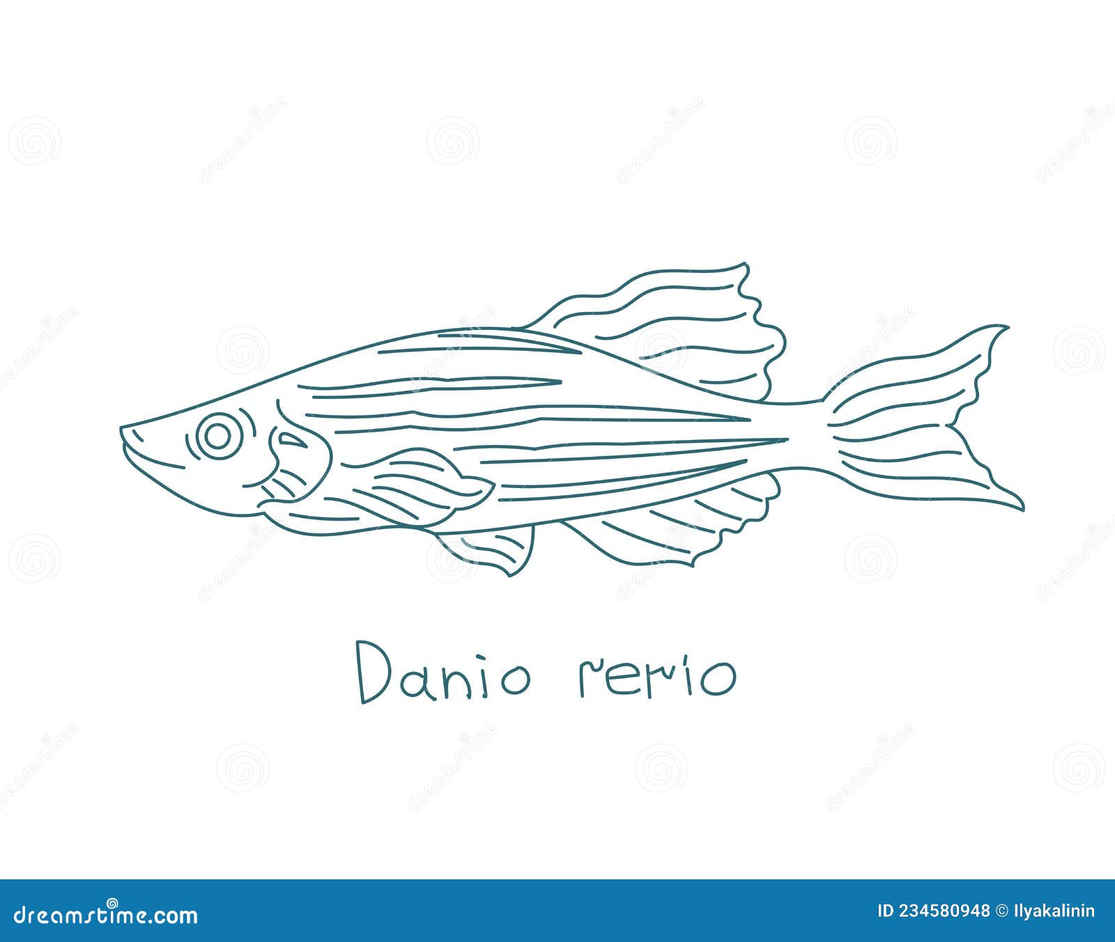 Zebrafish. Danio Rerio. Zebra Danio. Aquarium Fish. Vector Contour Line ...
