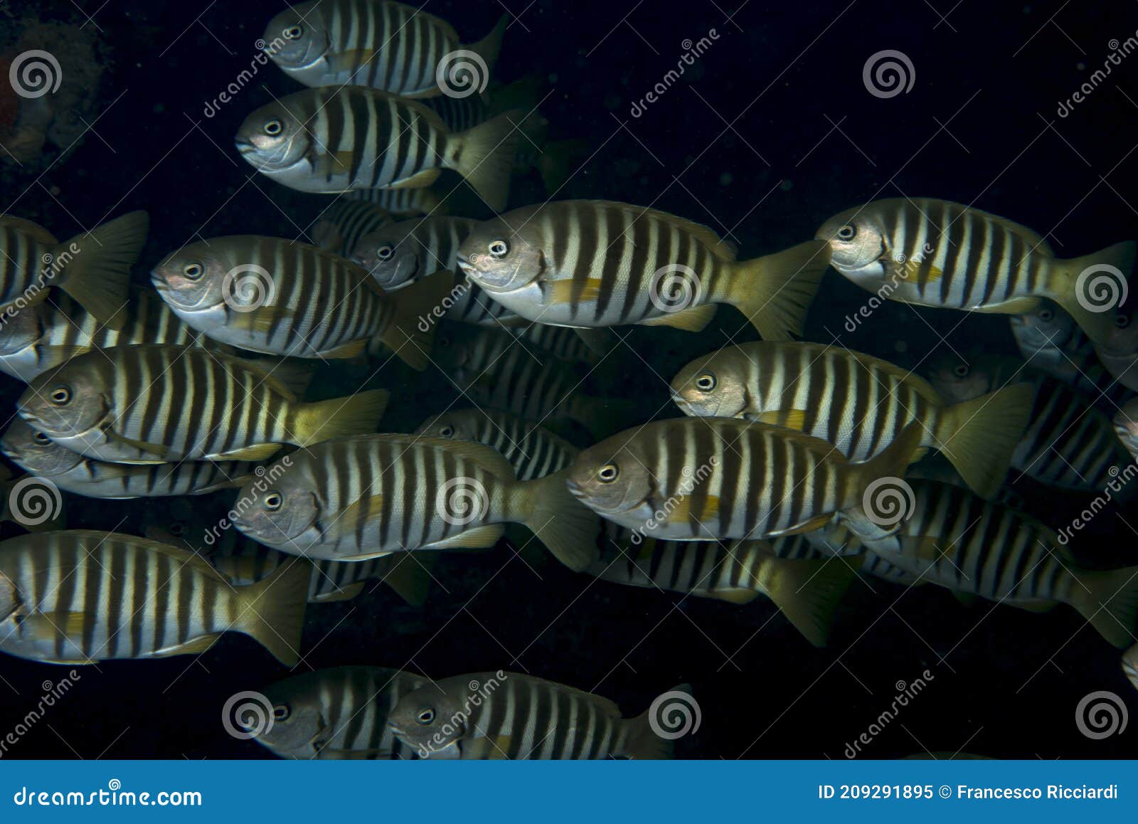 Zebrafish Girella Stock Photos - Free & Royalty-Free Stock Photos from ...