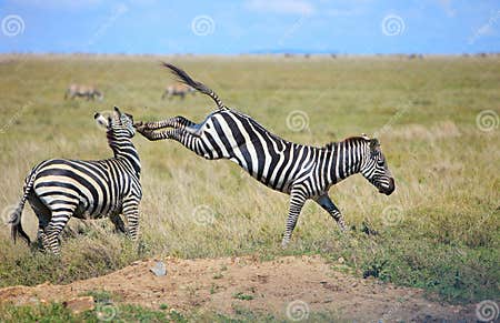 Zebras stock image. Image of playful, migration, active - 13852945