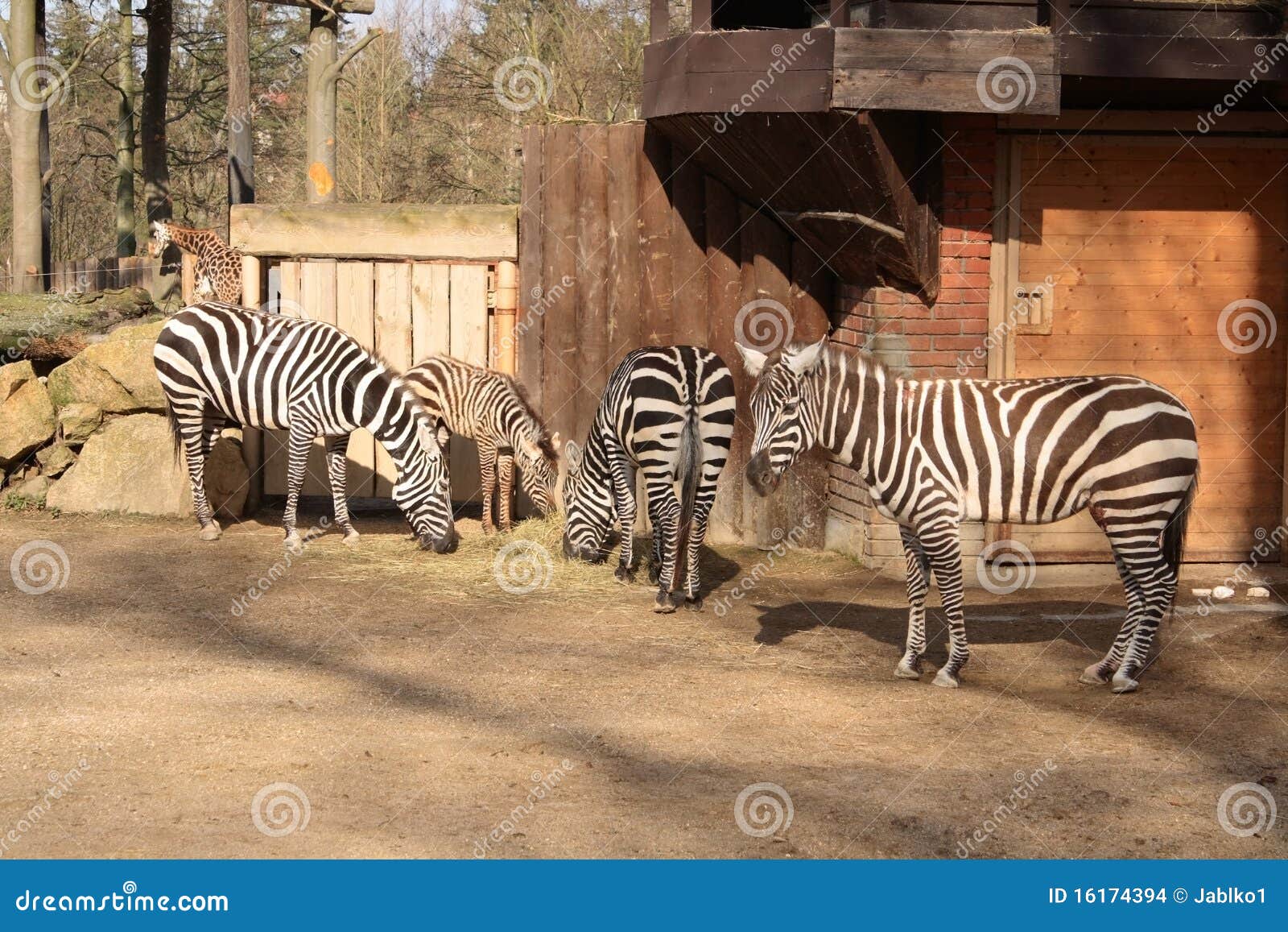 Zebras stock photo. Image of four, group, building, animal - 16174394