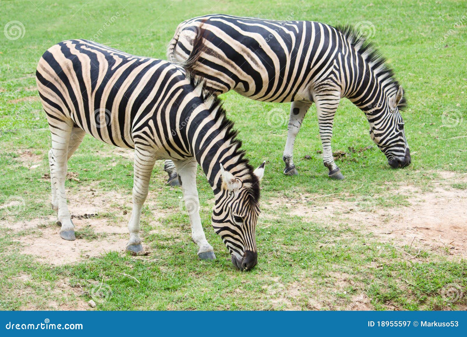 Zebras stock afbeelding. Afbeelding bestaande uit openlucht - 18955597