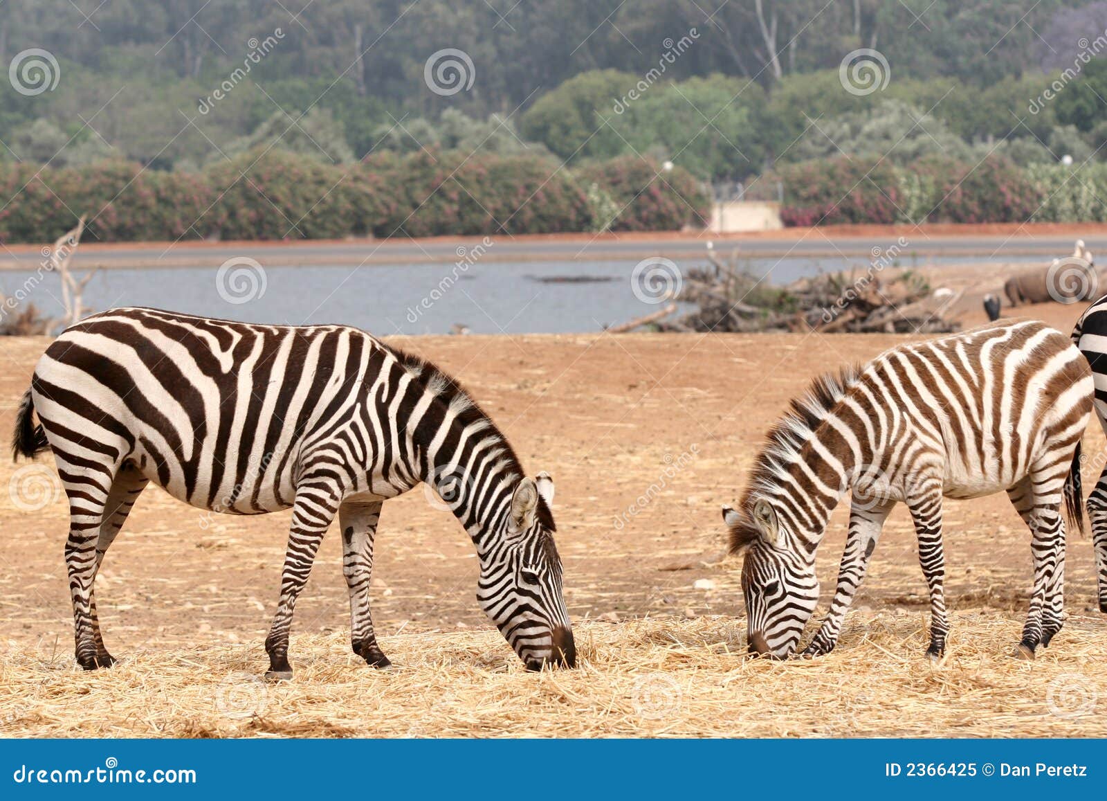162 Pack Zebras Stock Photos - Free & Royalty-Free Stock Photos from ...