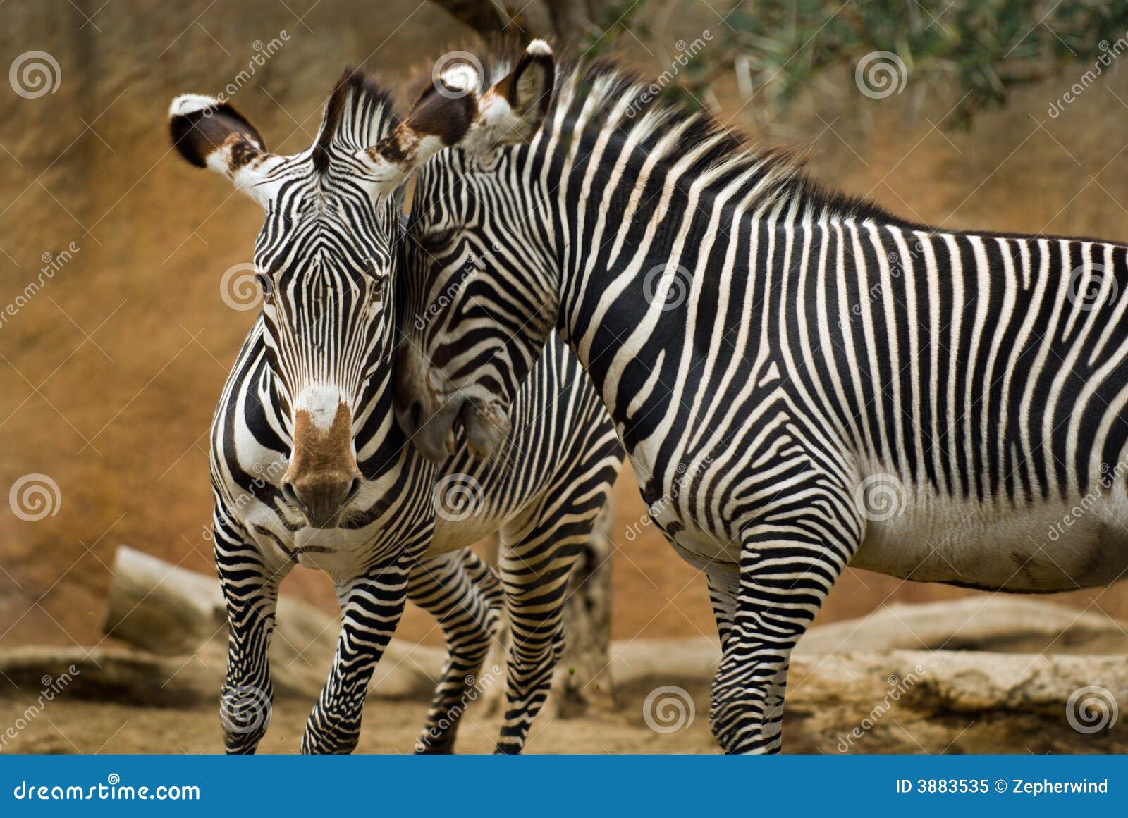 Zebras stock image. Image of outside, stripes, jungle - 3883535