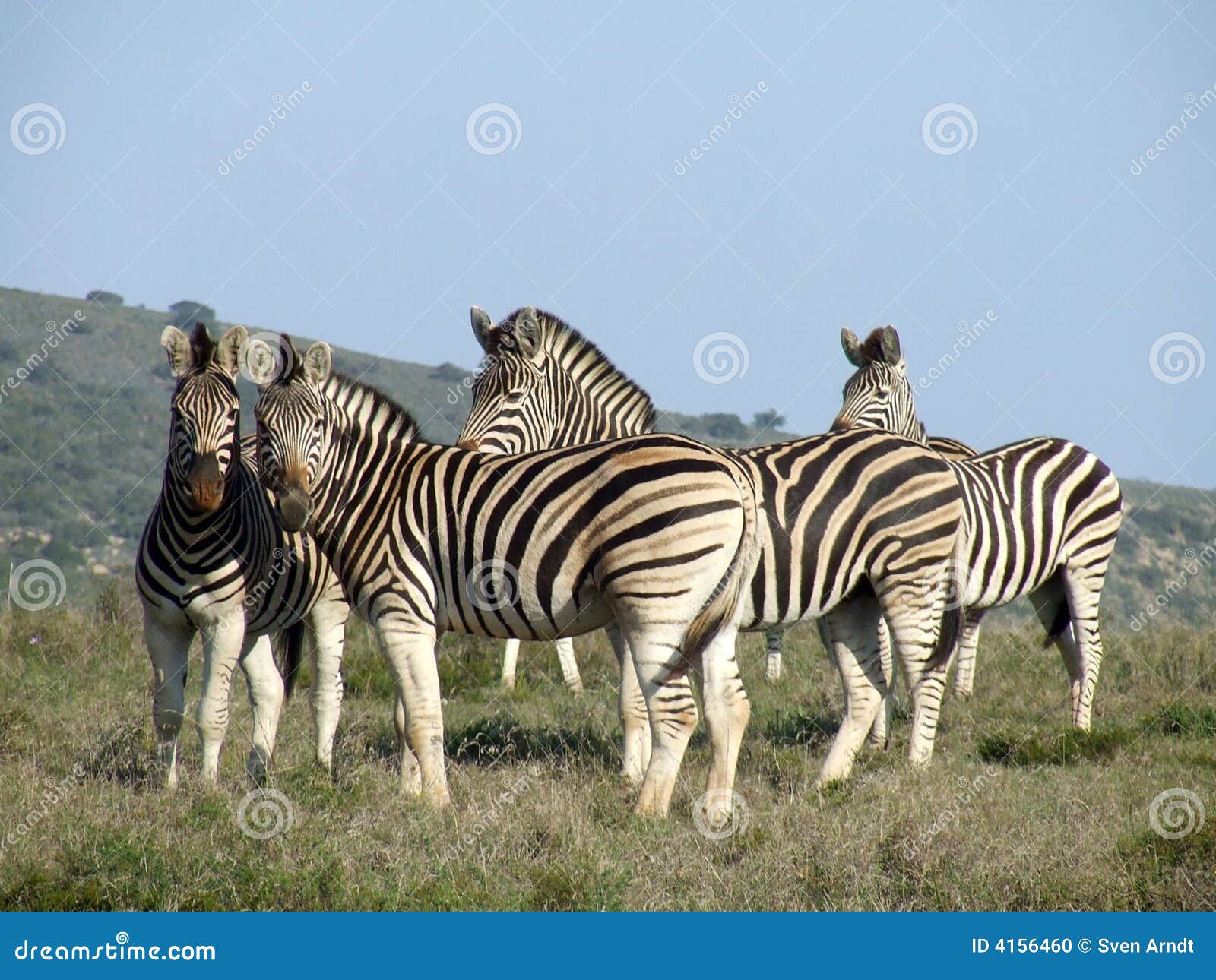 Zebras stock photo. Image of africa, natural, zebra, nature - 4156460