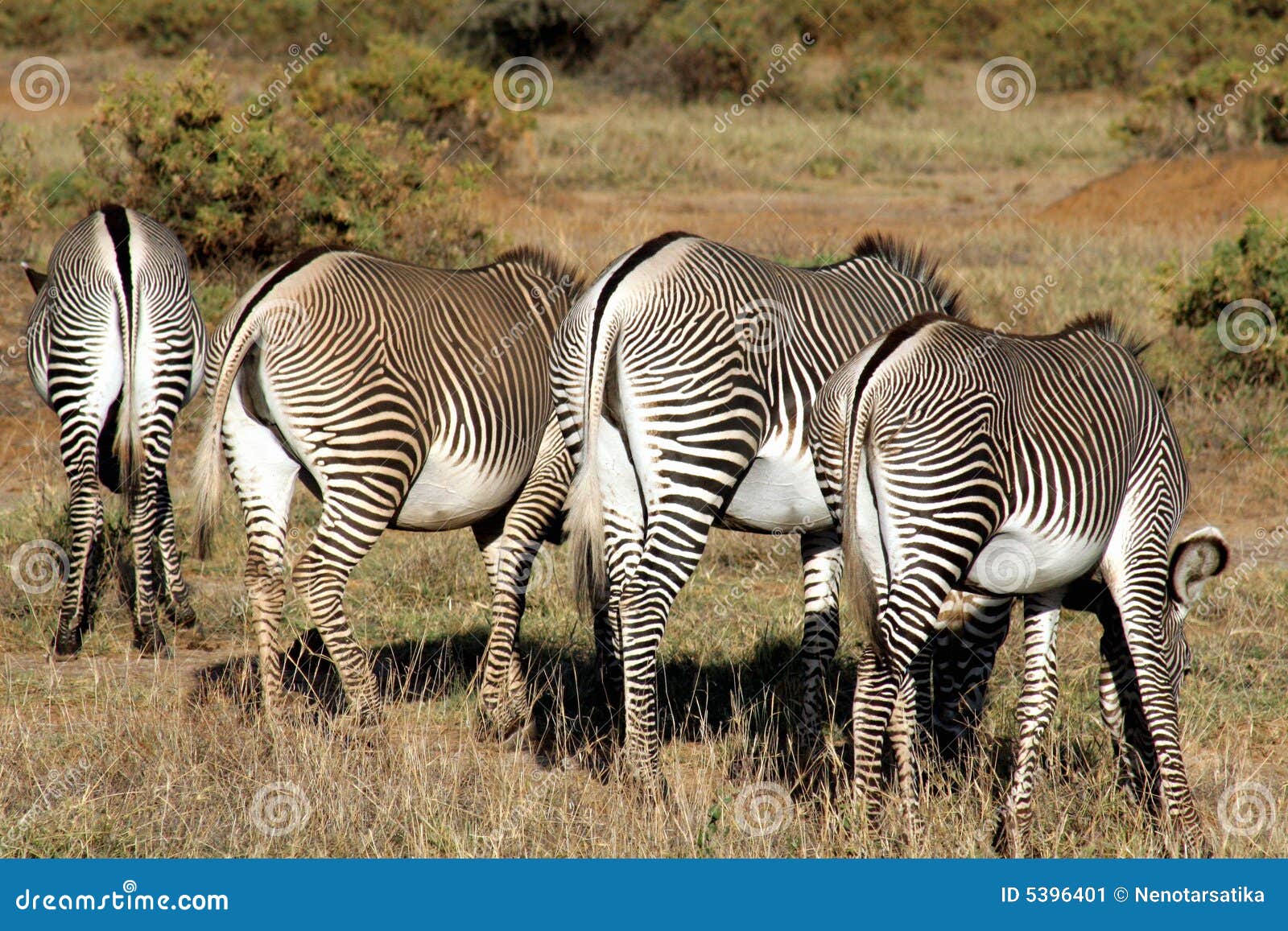 Zebras Bottoms Stock Photos - Free & Royalty-Free Stock Photos from ...