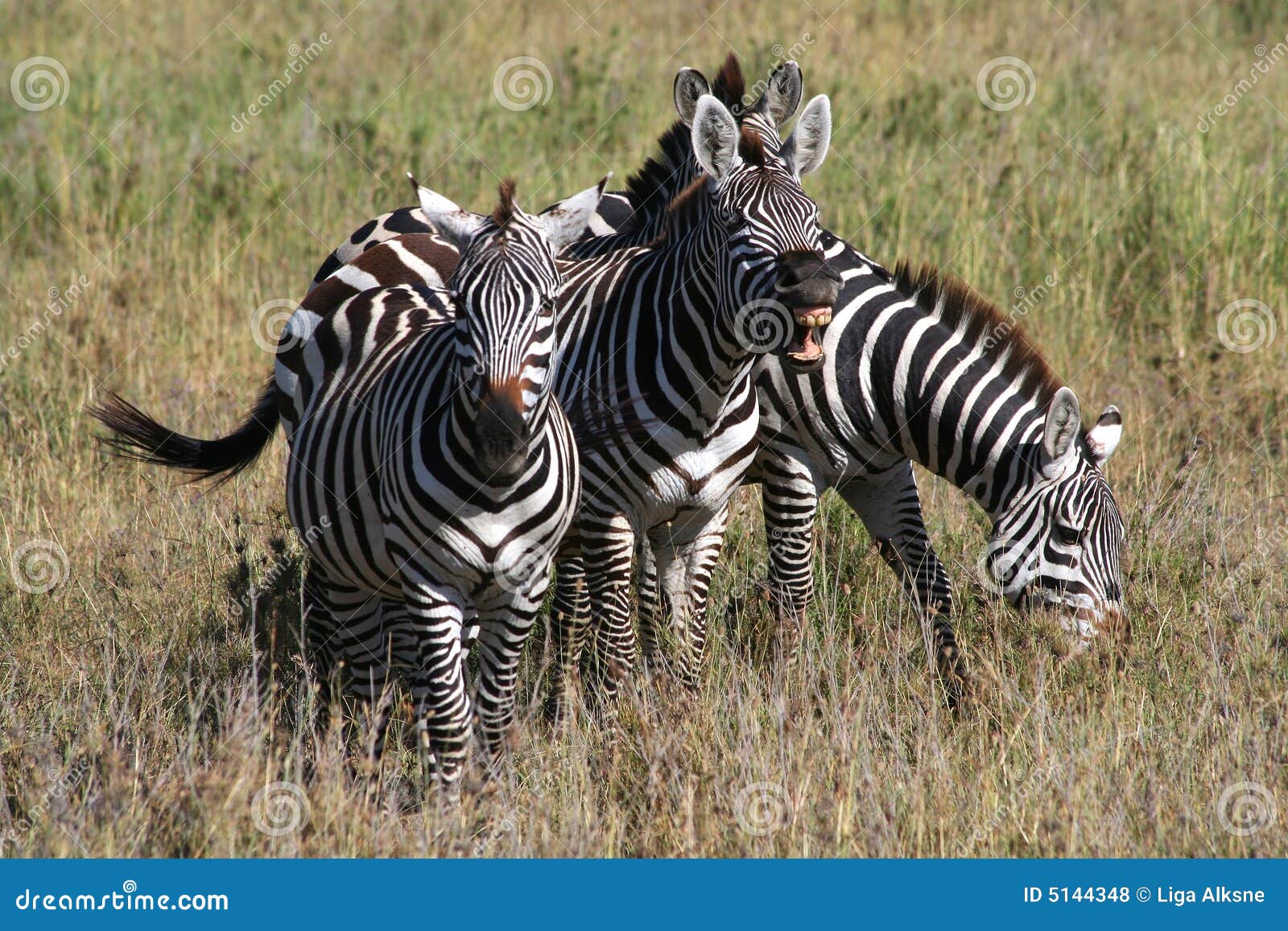 Zebras in africa stock photo. Image of face, animal, concept - 5144348