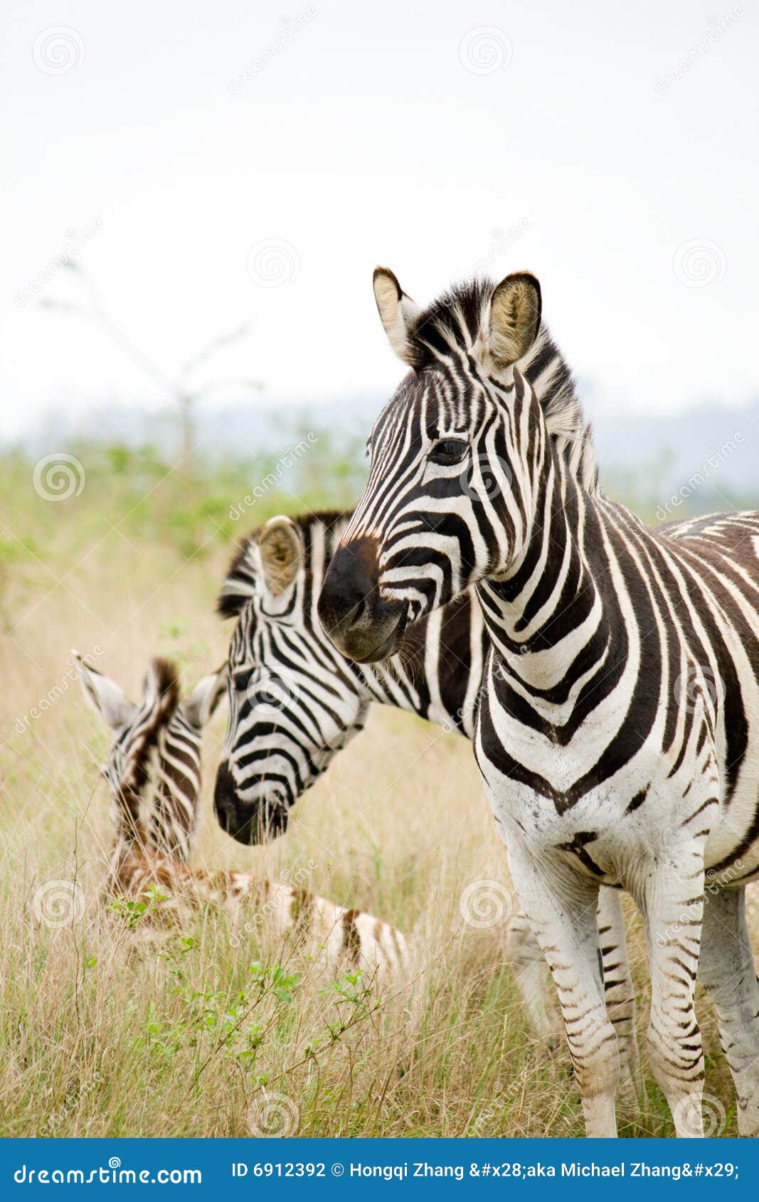 Zebras in africa stock photo. Image of grassland, south - 6912392
