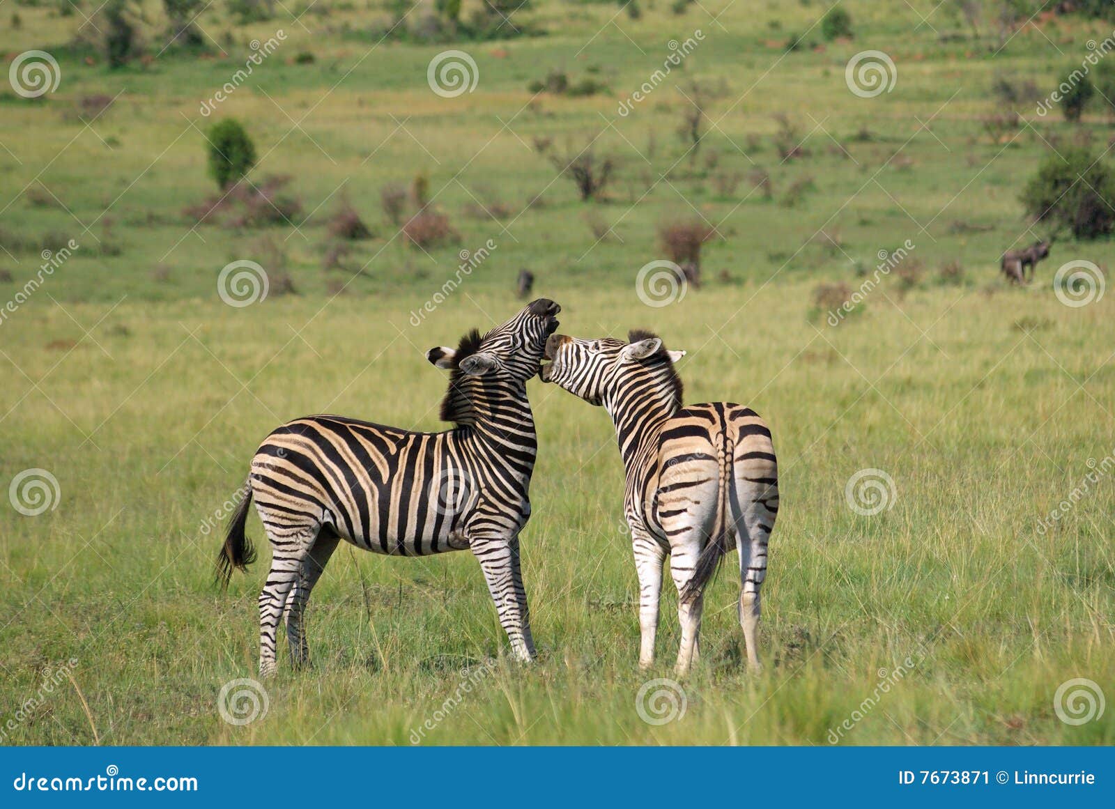 Zebras on African Grass Plains Stock Image - Image of look, horizontal ...