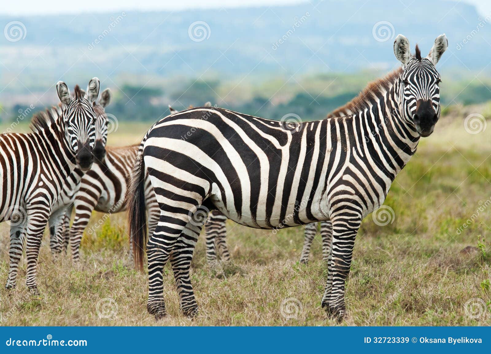 Zebras in african savanna stock image. Image of camouflage - 32723339