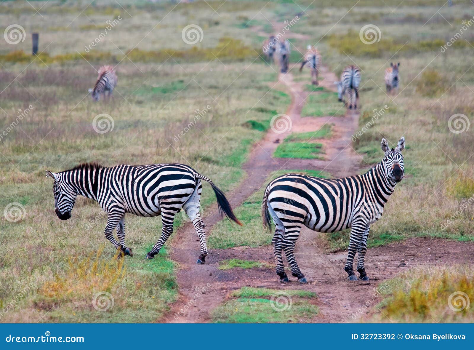 Zebras in african savanna stock photo. Image of animal - 32723392
