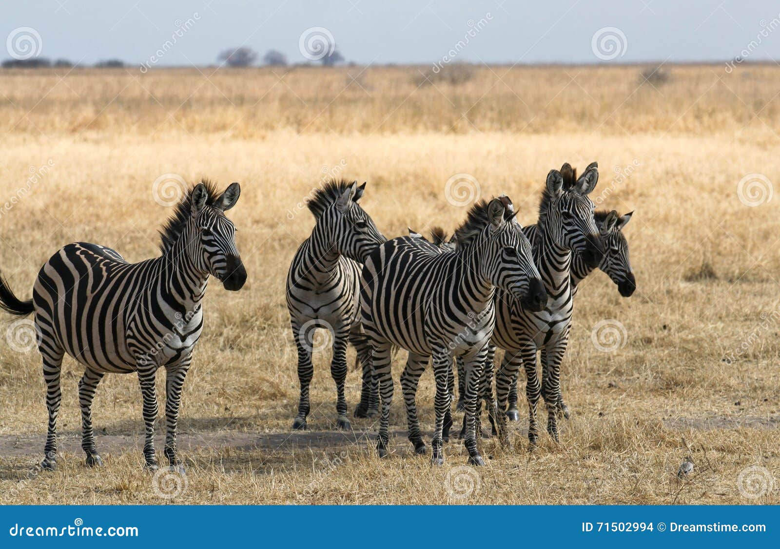 Zebras on Alert stock photo. Image of alert, grrasses - 71502994