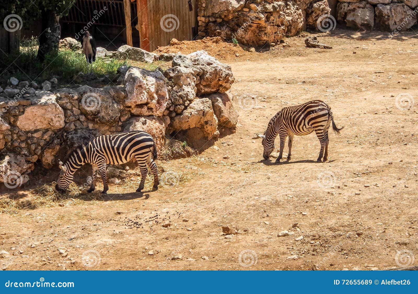 Zebras in Biblical Zoo in Jerusalem, Israel Editorial Stock Image ...