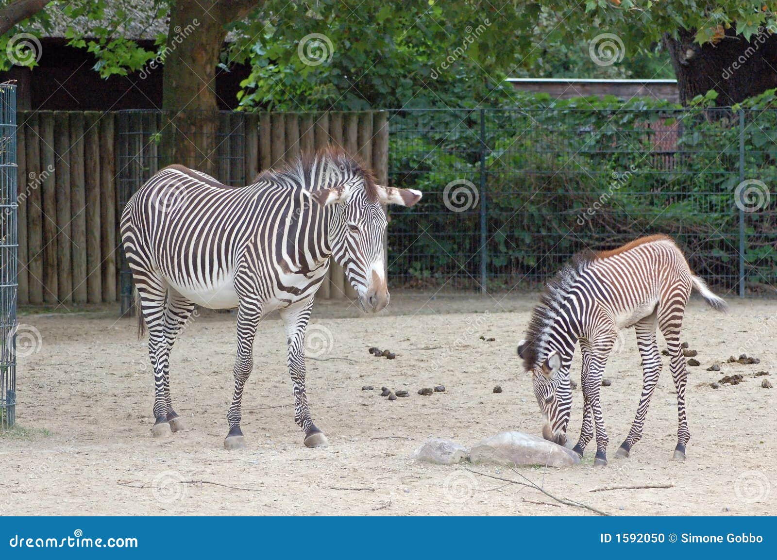 Zebras Bij De Dierentuin Van Berlijn Stock Foto - Image of exotisch ...