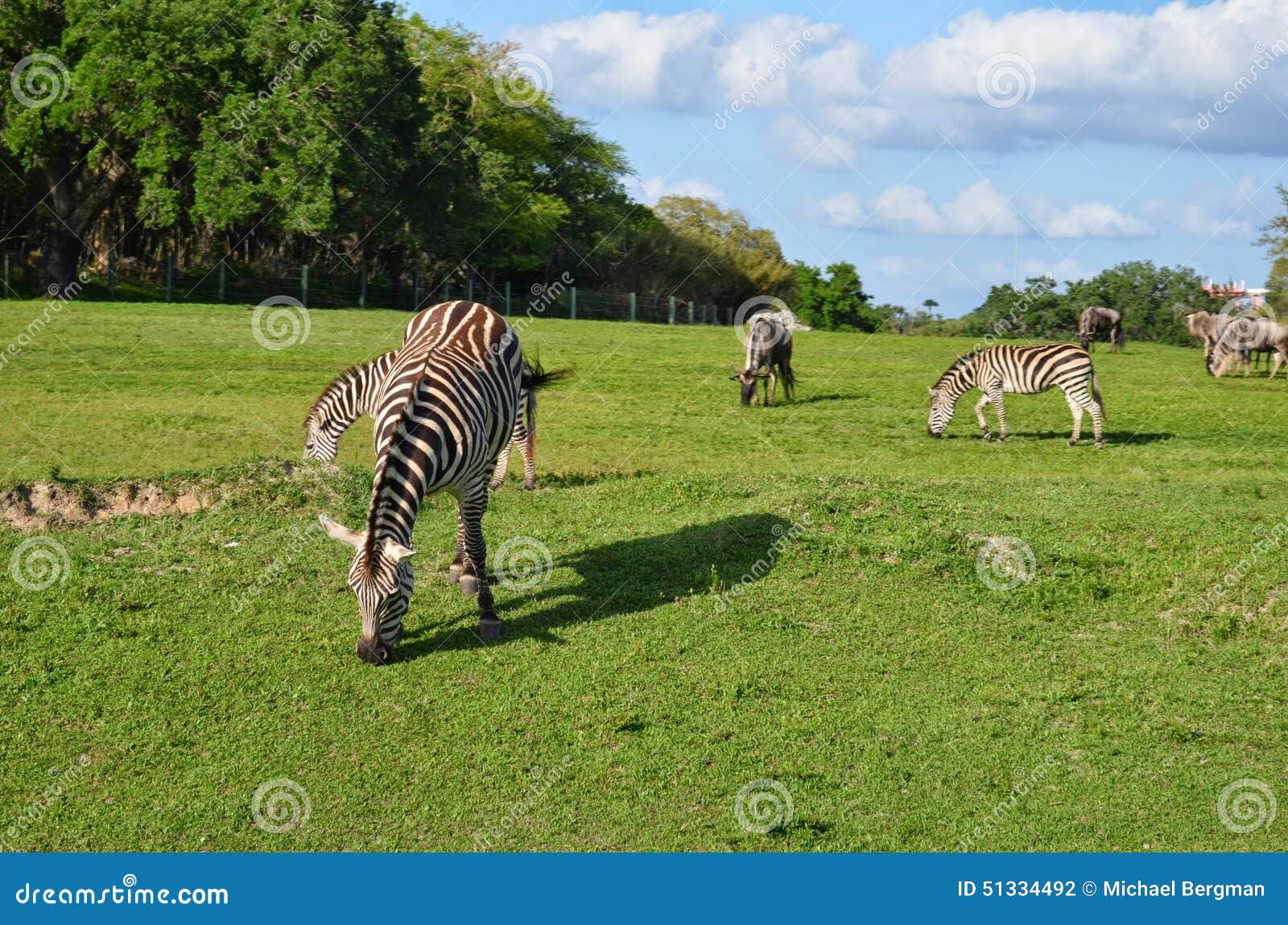Zebras editorial photography. Image of black, zebras - 51334492