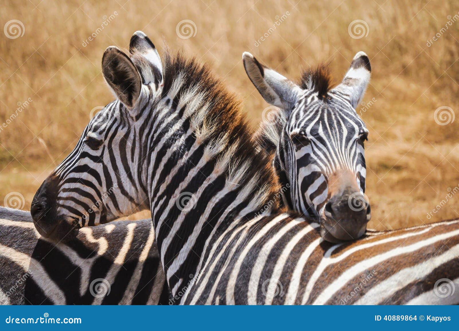 Zebras stock photo. Image of outside, mammal, herbivore - 40889864