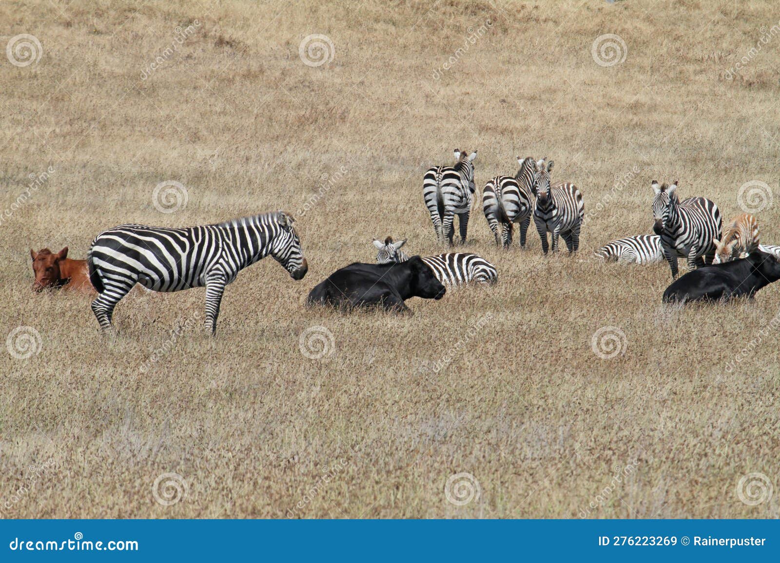 Zebras on a Dry Grass Field in California Stock Image - Image of zebras ...