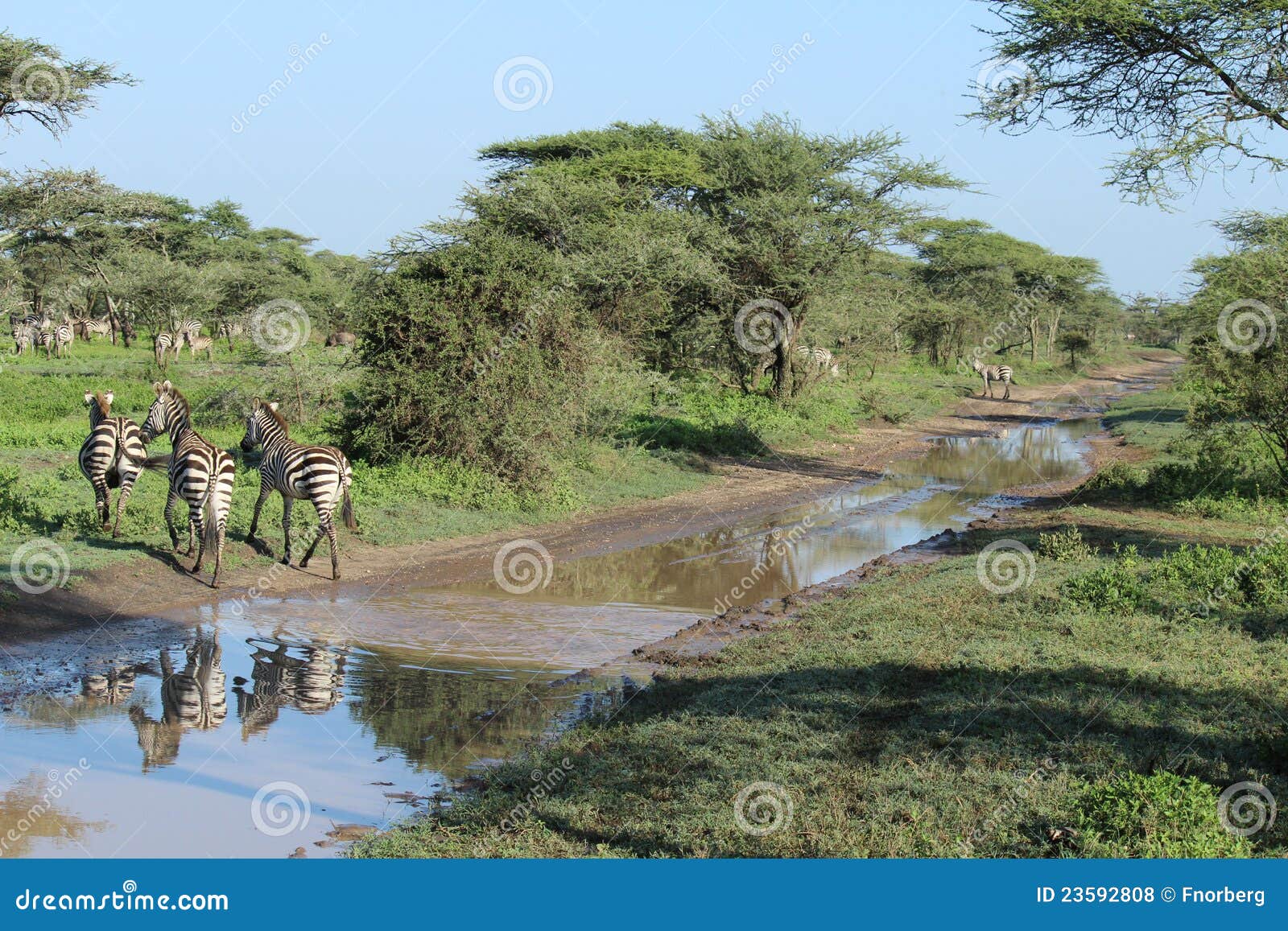 Zebras crossing stock photo. Image of acacia, road, zebras - 23592808