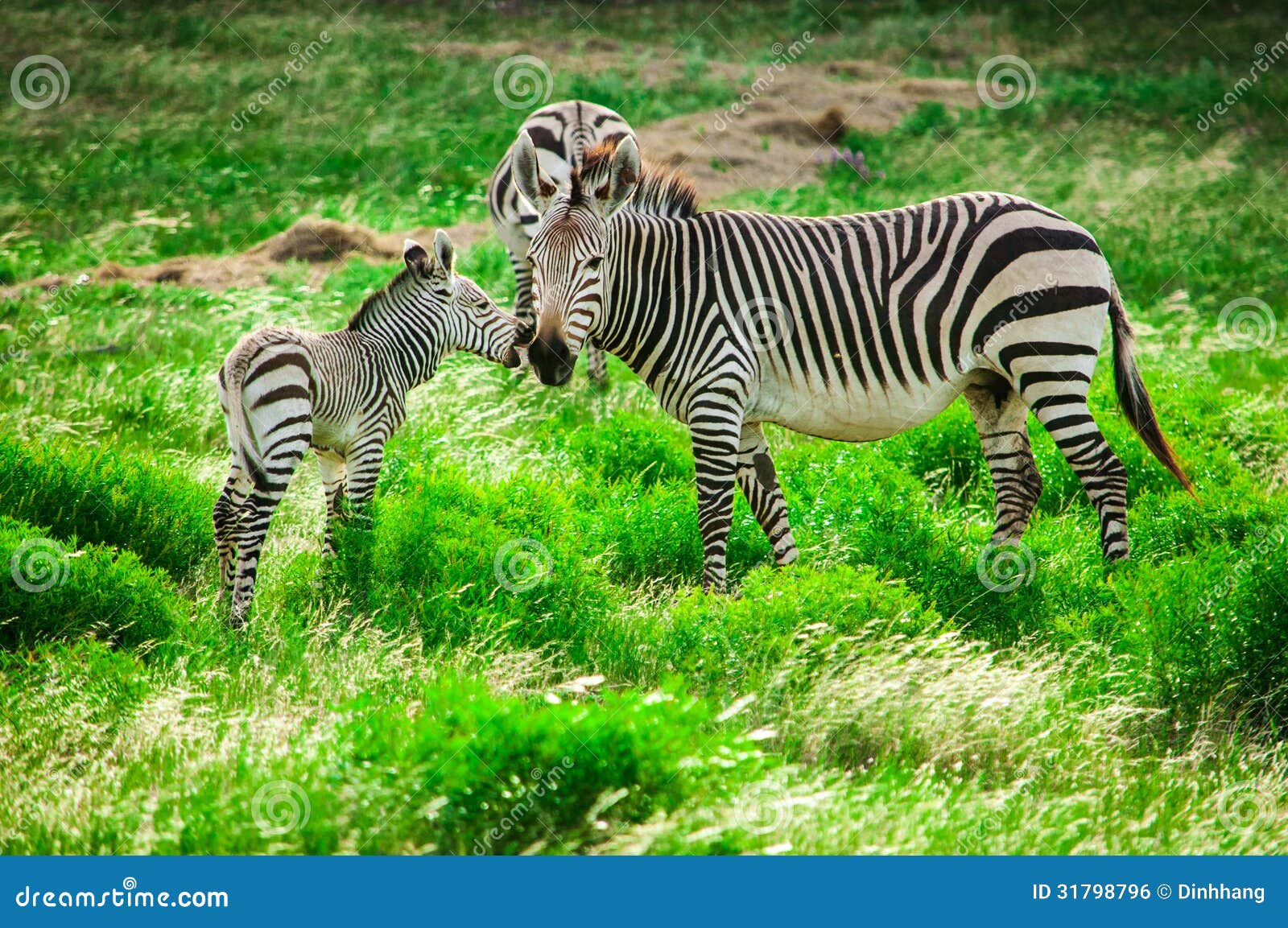 Zebras De Montanha De Hartmann Foto de Stock - Imagem de preto, canela ...