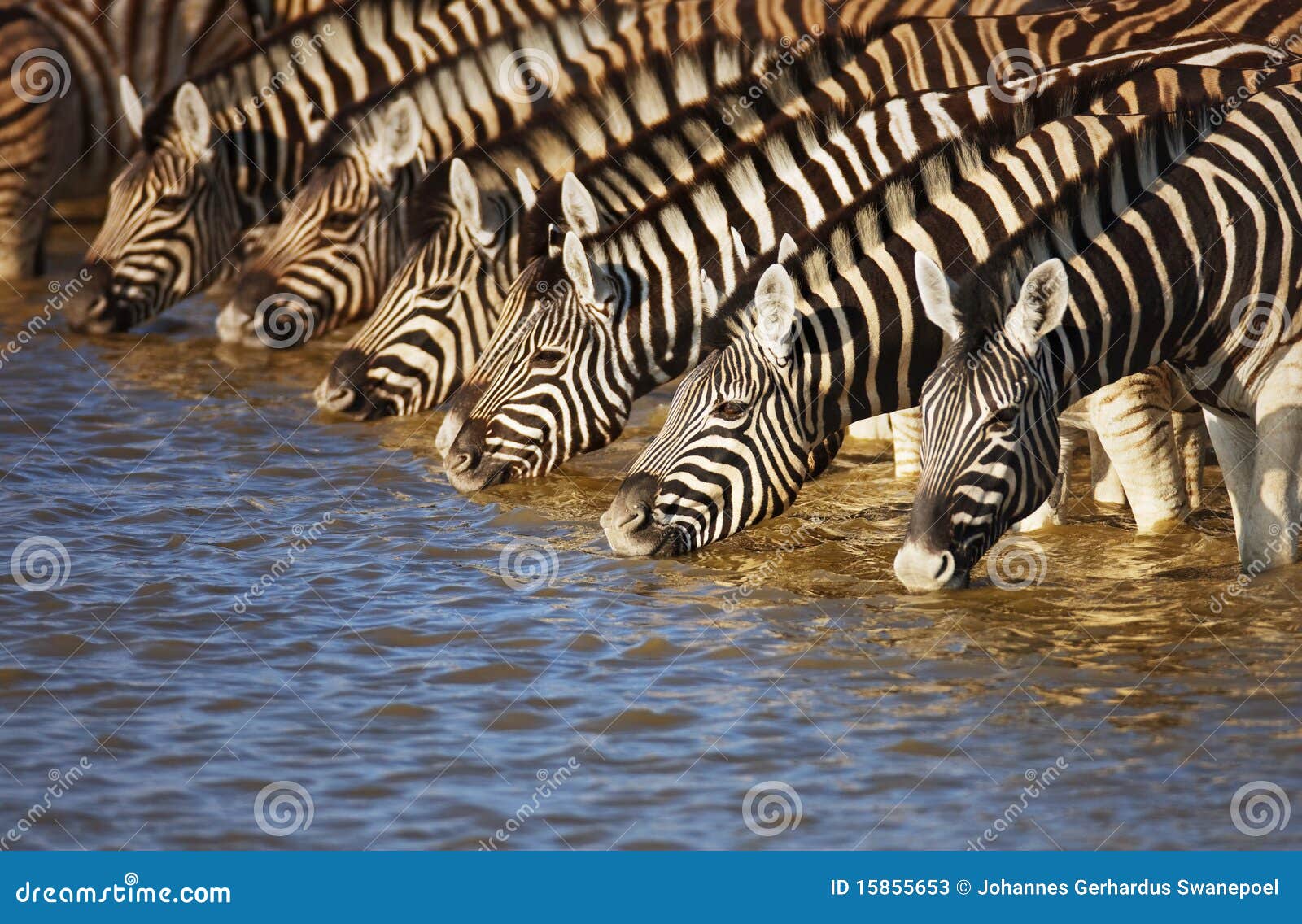 Zebras drinking stock image. Image of herd, view, stand - 15855653