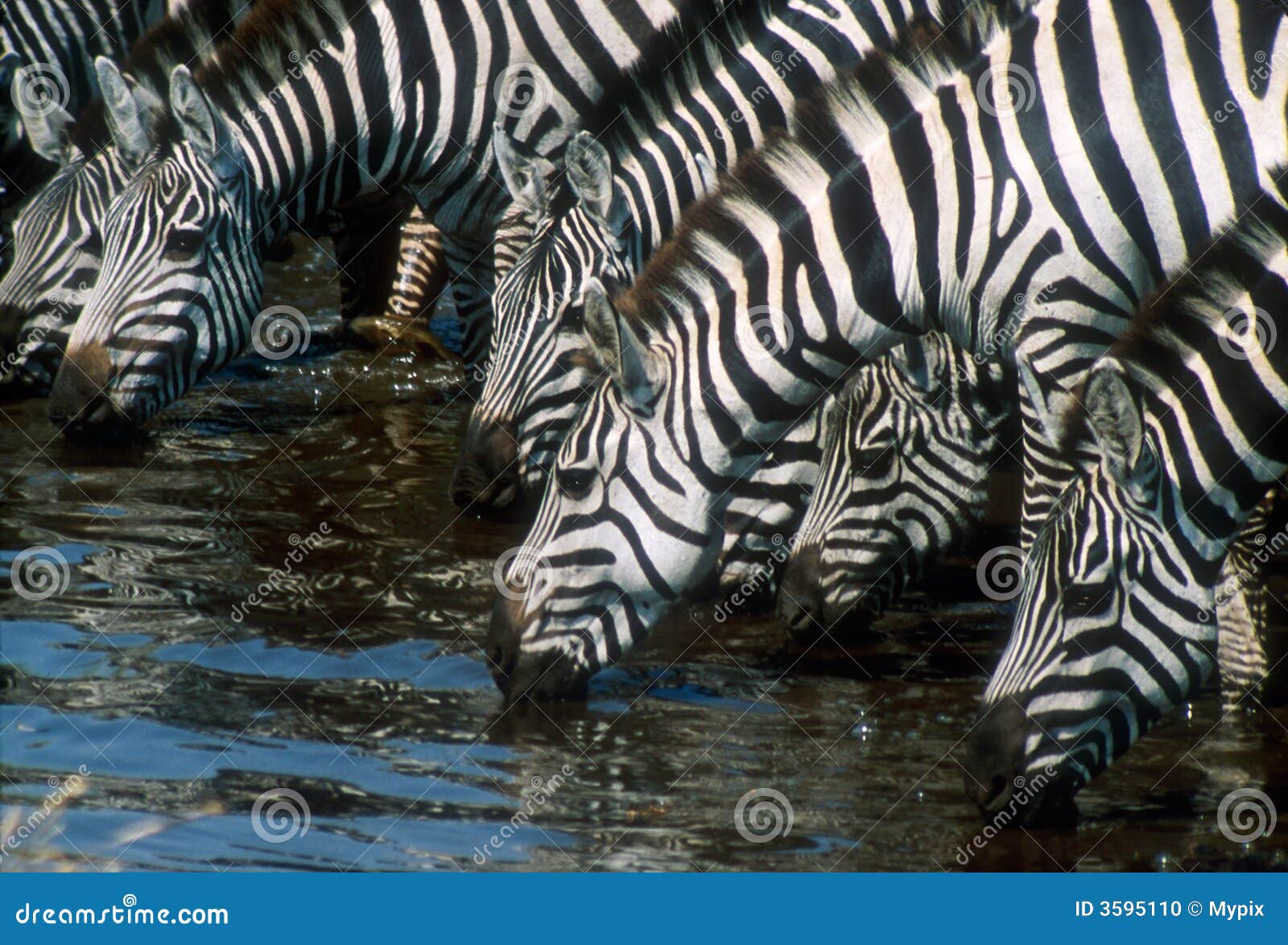 Zebras drinking water stock photo. Image of river, animals - 3595110