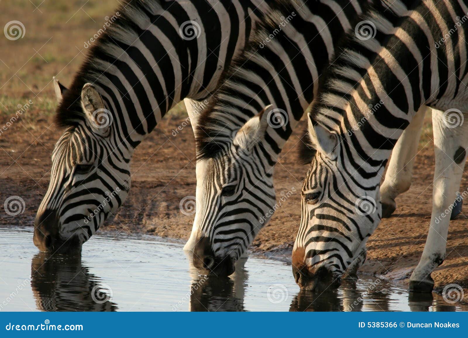 Zebras drinking water stock photo. Image of pattern, herbivore - 5385366