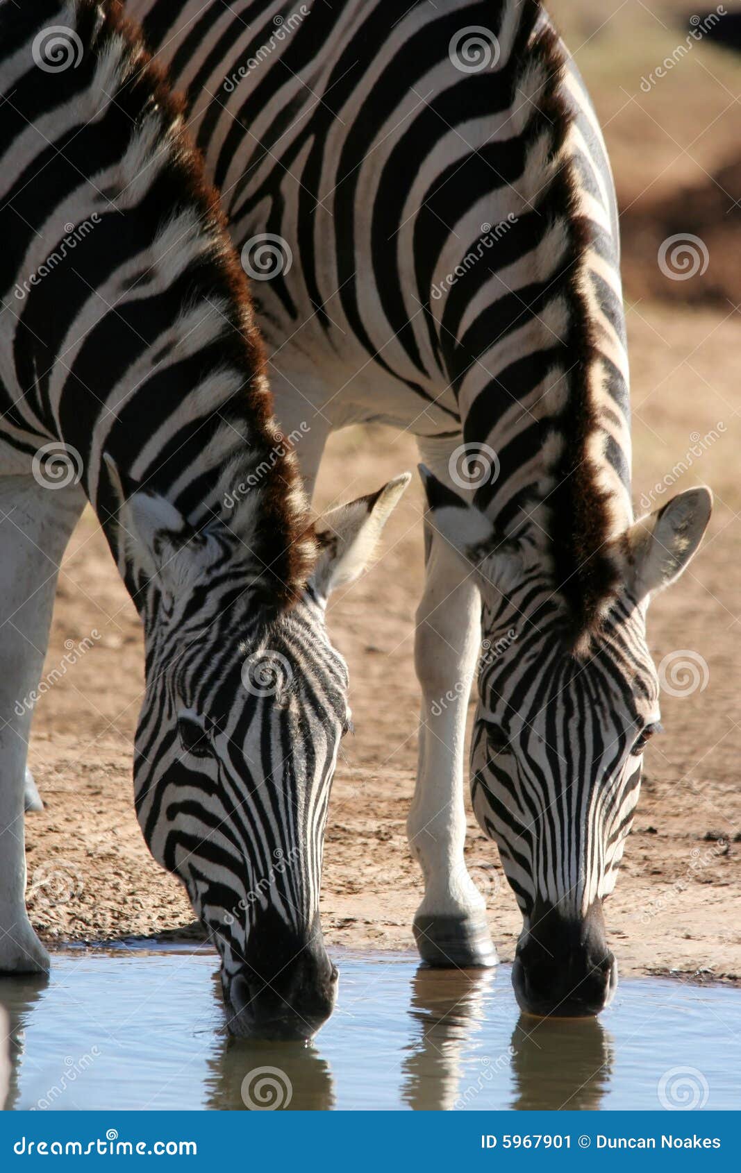 Zebras drinking water stock image. Image of addo, herbivore - 5967901